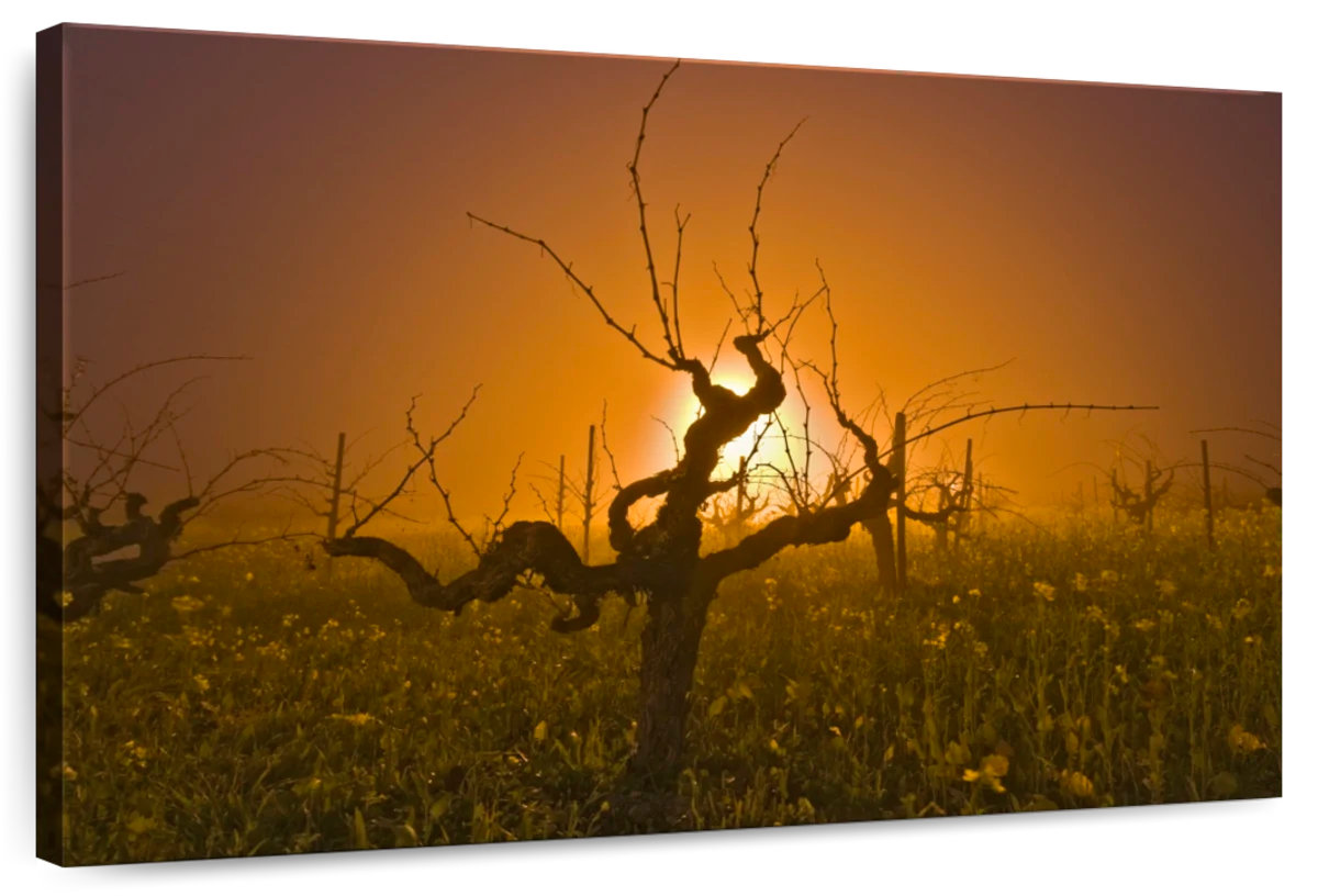 Millwood Pines Alvord Empty Grapevine Vineyard | Wayfair