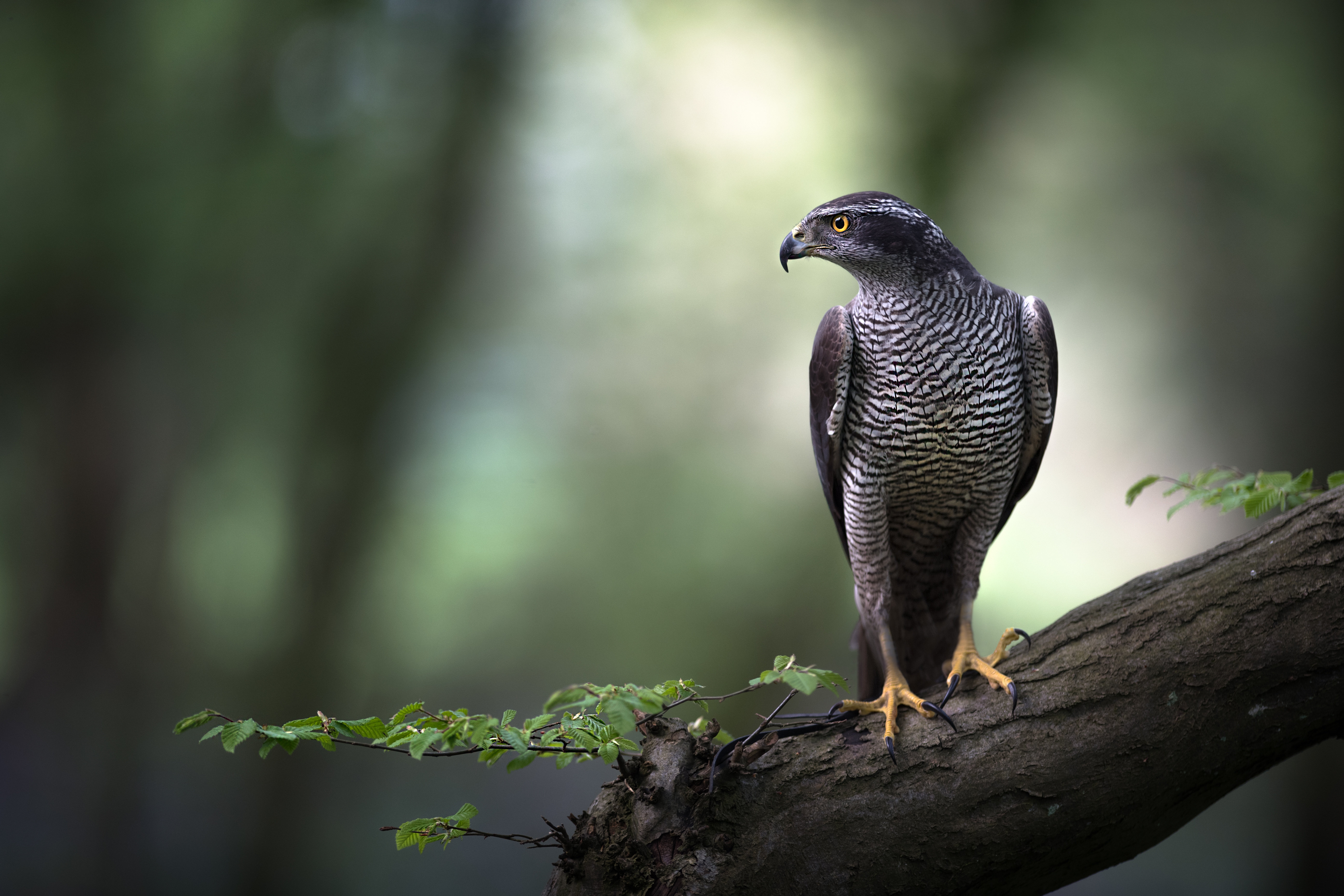 Millwood Pines Angelith Goshawk by Nick Hurst - Wrapped Canvas ...