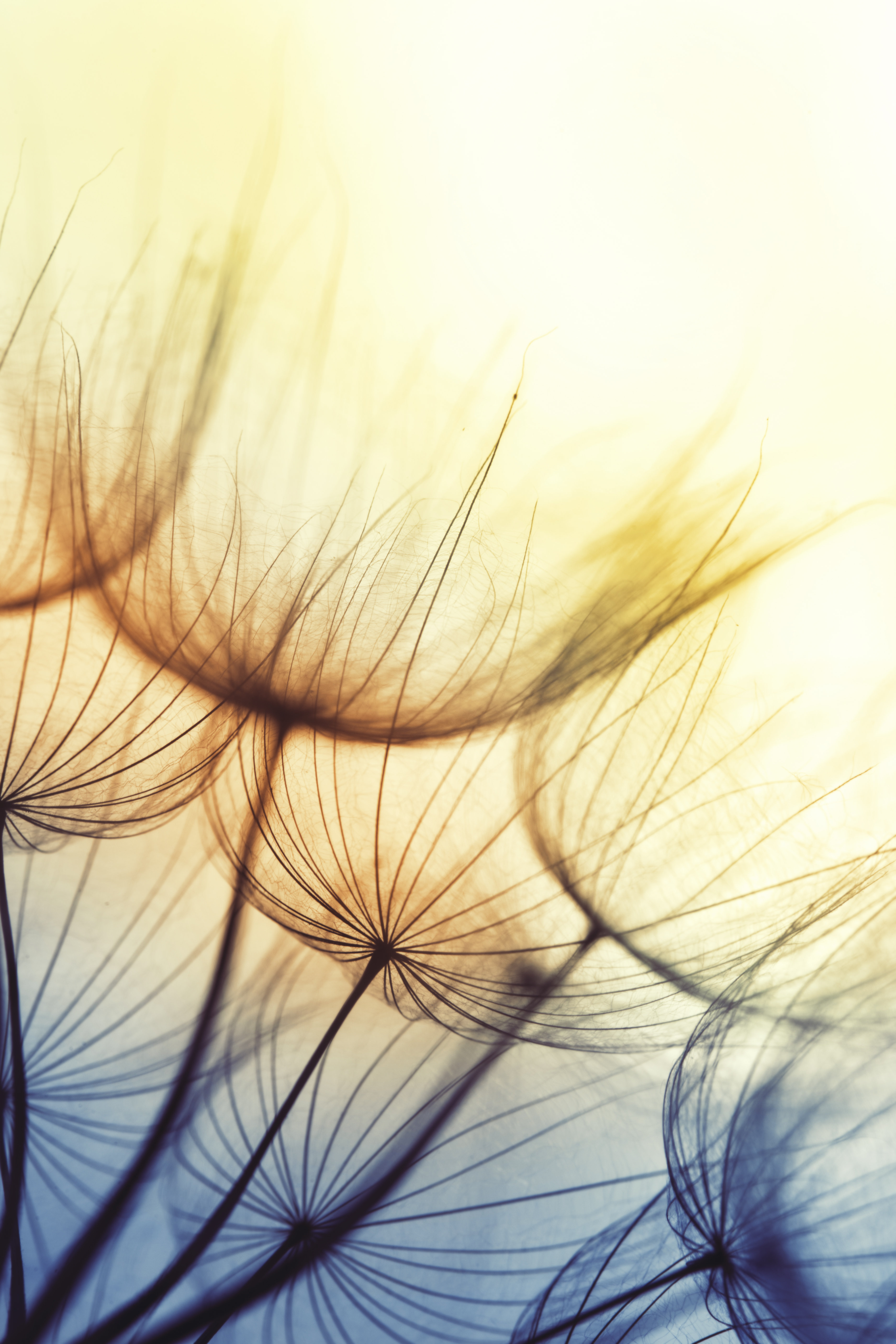 Ebern Designs Dandelion by Portishead1 | Wayfair