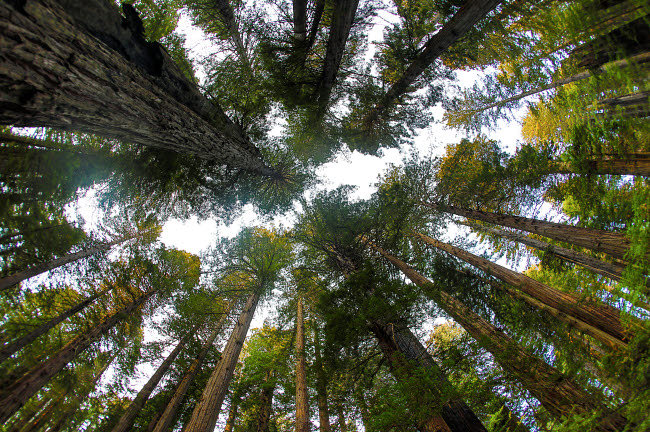 Loon Peak Looking Up Into Grove Of Redwoods Del Norte Redwoods State ...