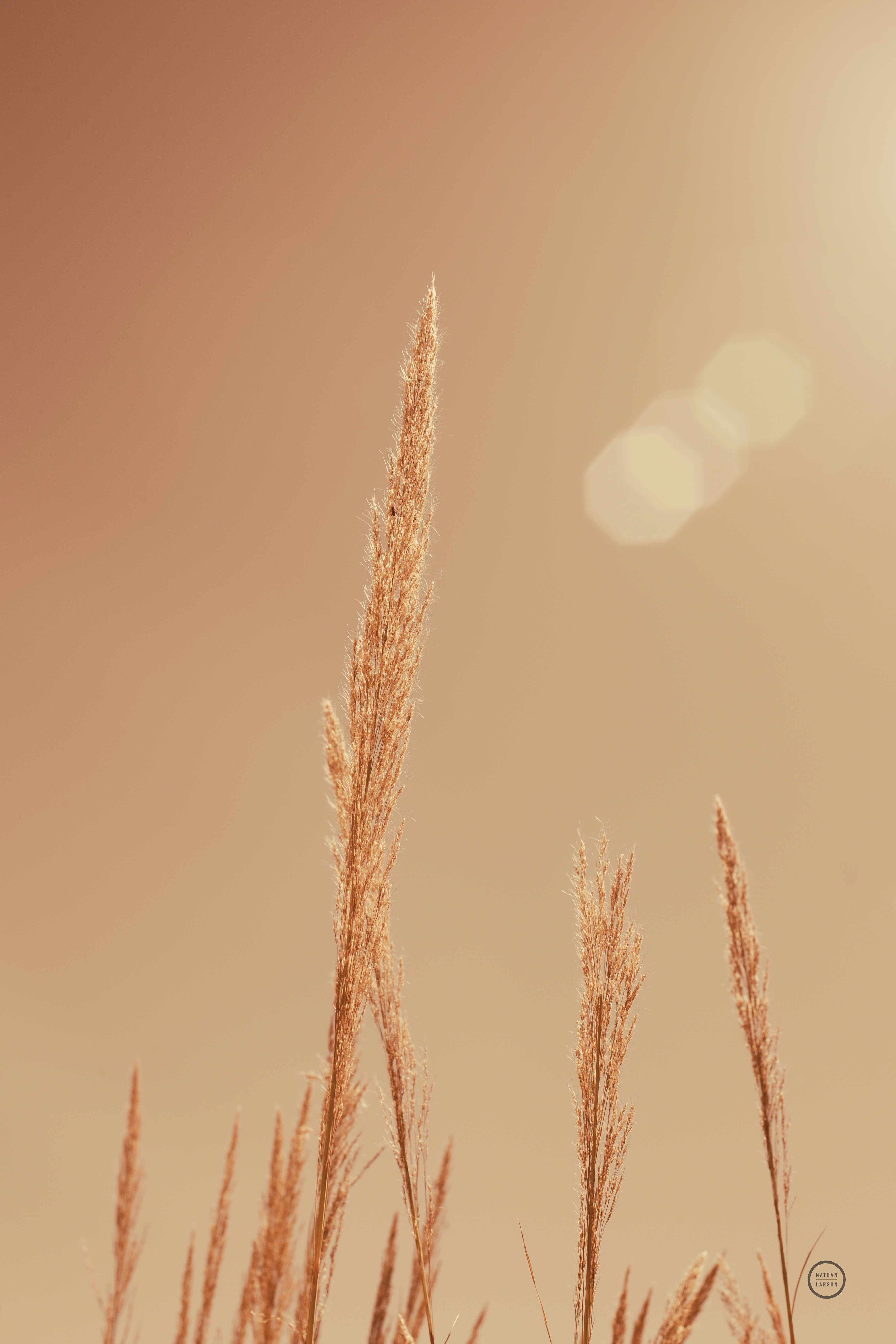 Red Barrel Studio Noon Grasses I by Nathan Larson - Wrapped Canvas ...