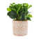 The Seasonal Aisle 27cm Faux Eucalyptus Plant in Cement Pot | Wayfair.co.uk