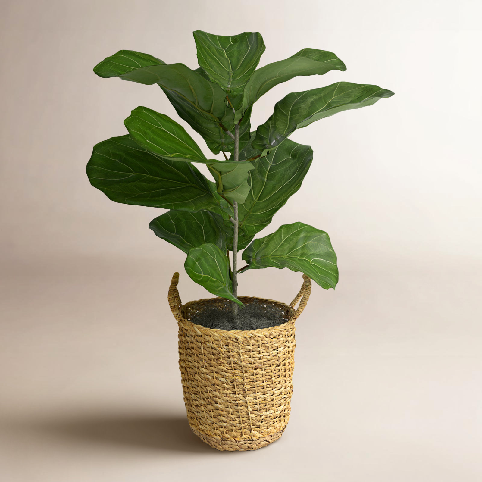 Beachcrest Home™ 36" Artificial Fiddle Leaf Fig Plant in Basket ...