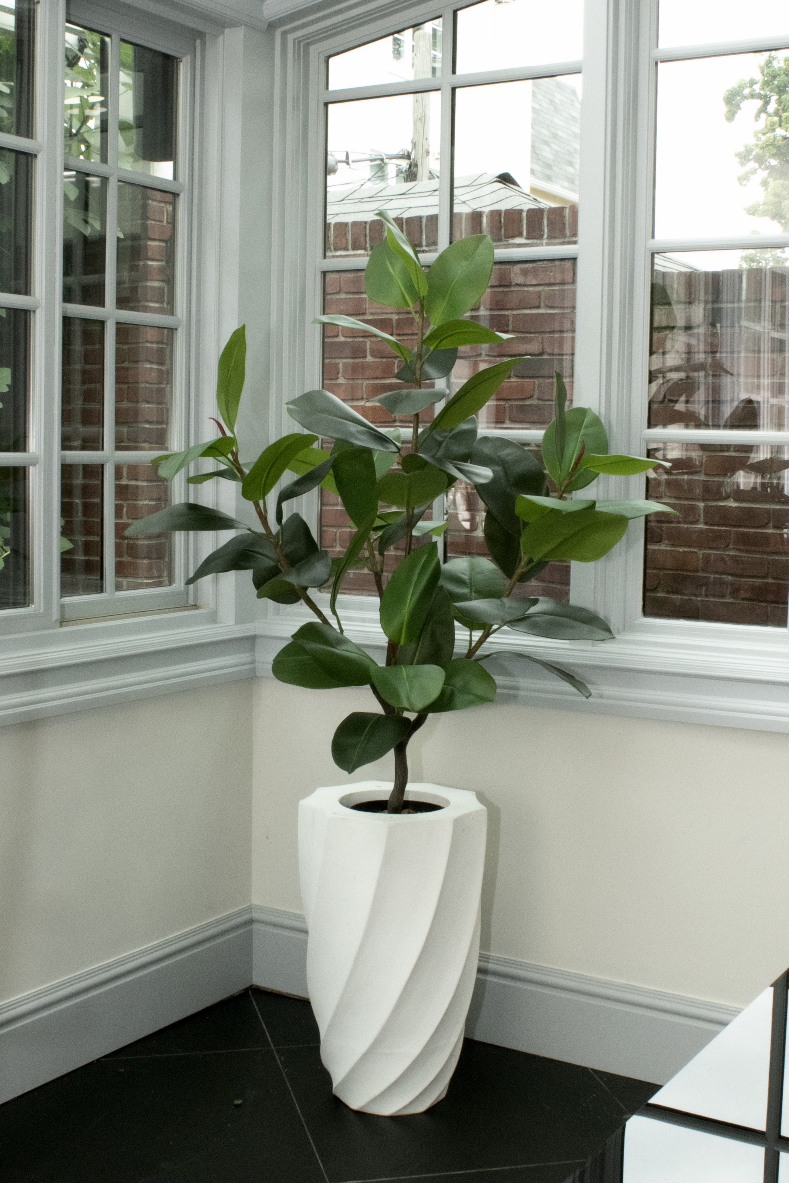 Primrue 60 Rubber Plant Plant | Wayfair