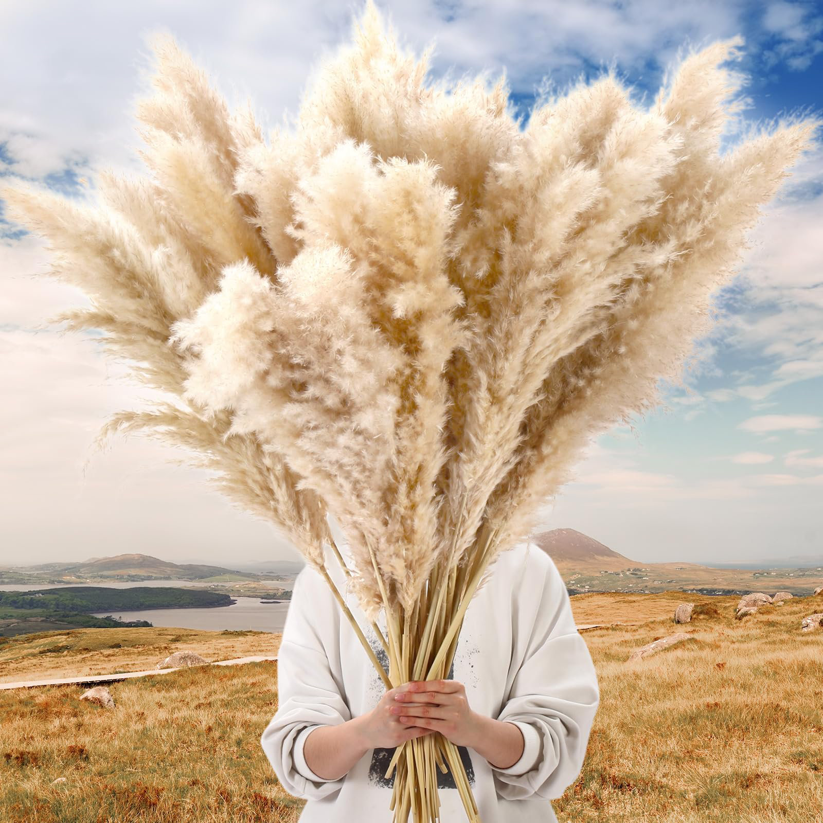 Dakota Fields 80 Stems Natural Dried Pampas Grass Decor, Large Pampas ...