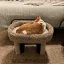 Archie & Oscar™ 21" Hamil Cradle Cat Condo & Reviews | Wayfair