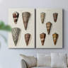 Wexford Home Cone Shell Collection I-Premium Gallery Wrapped Canvas ...