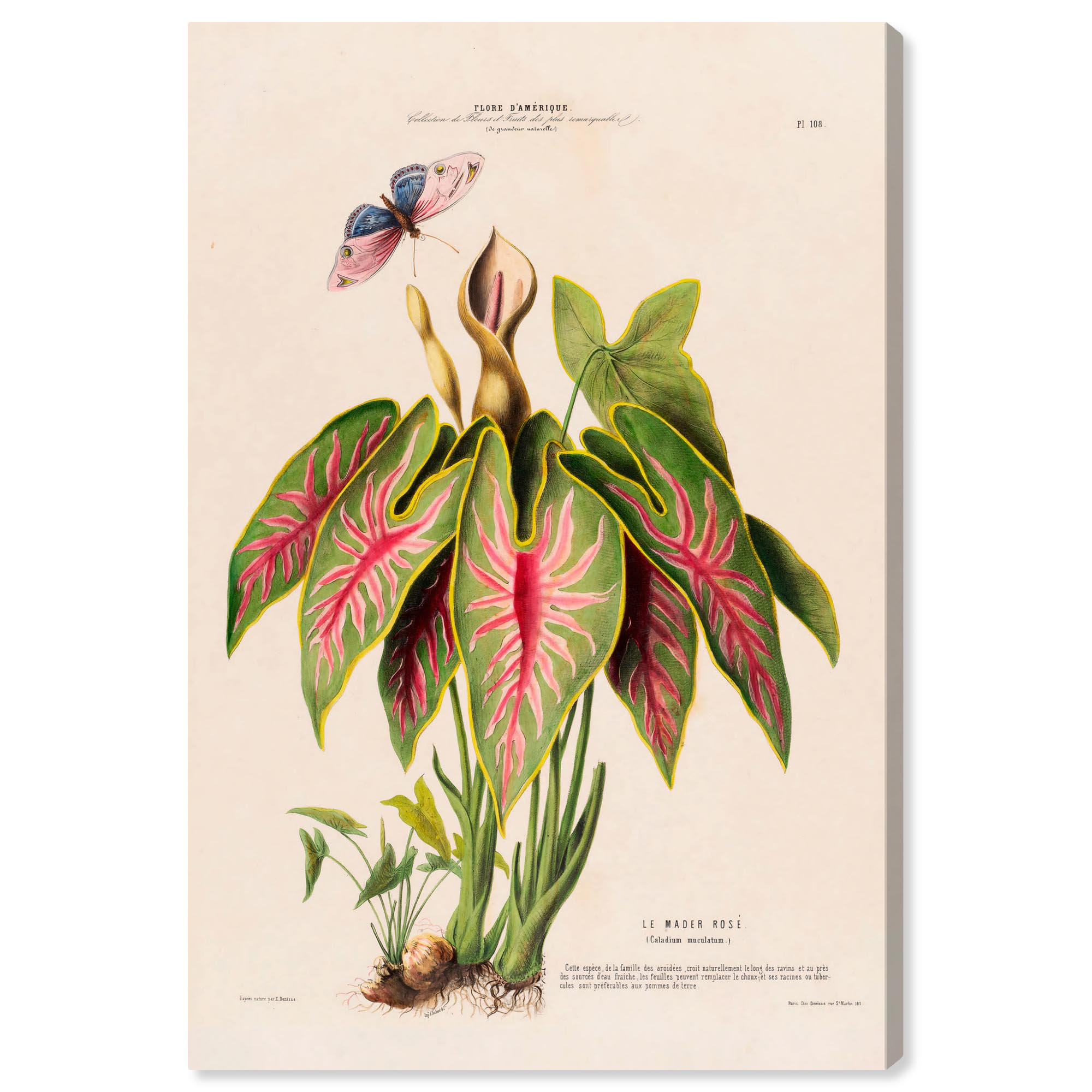 Art Remedy Botanical Prints Canvas, Elephant Ear Plant 1846 by Etienne ...