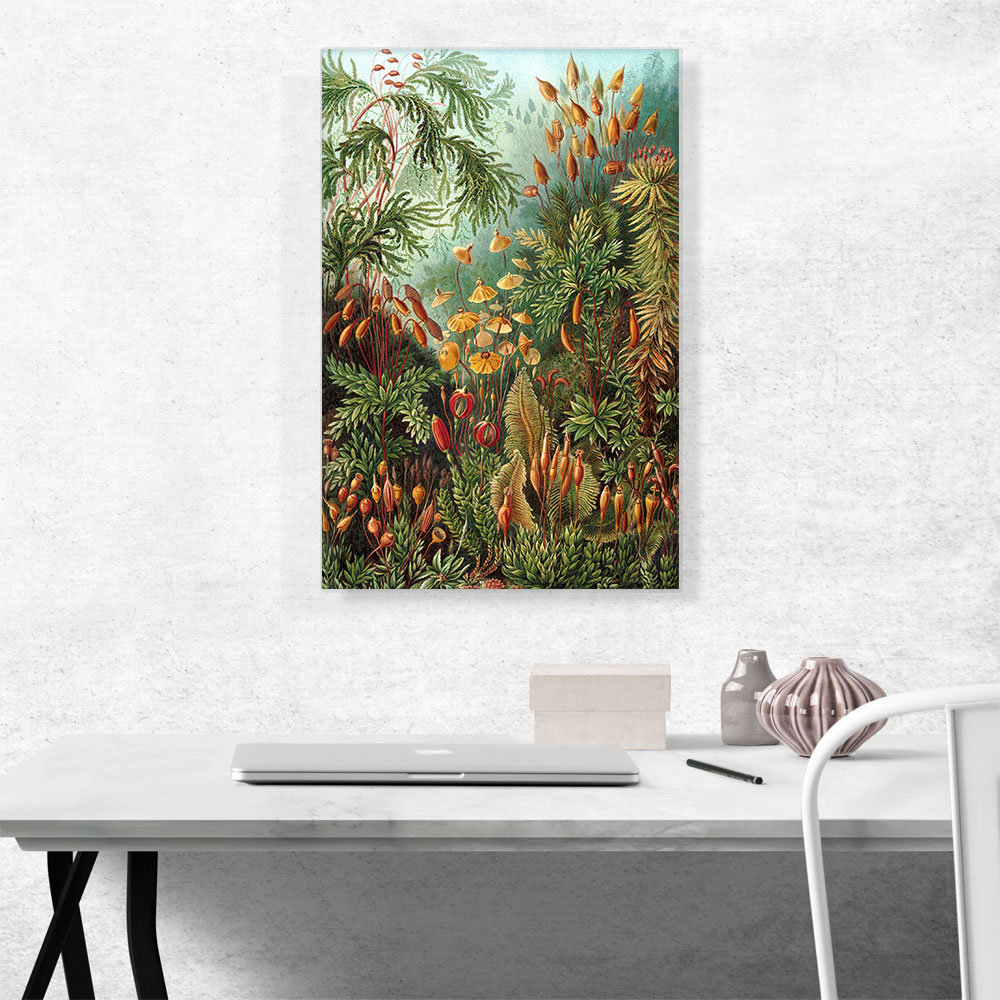 ARTCANVAS Muscinae 1903 Canvas Art Print By Ernst Haeckel | Wayfair