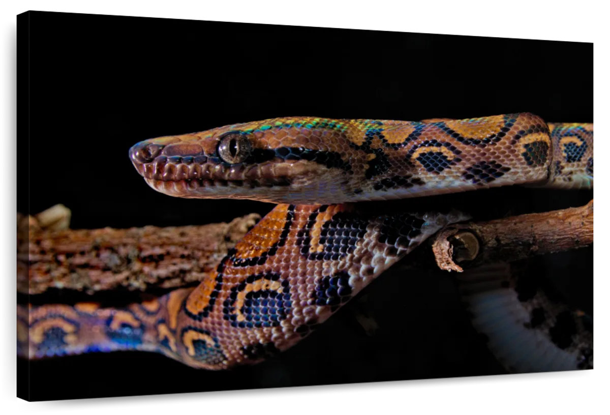 Ebern Designs Rainbow Boa Snake | Wayfair
