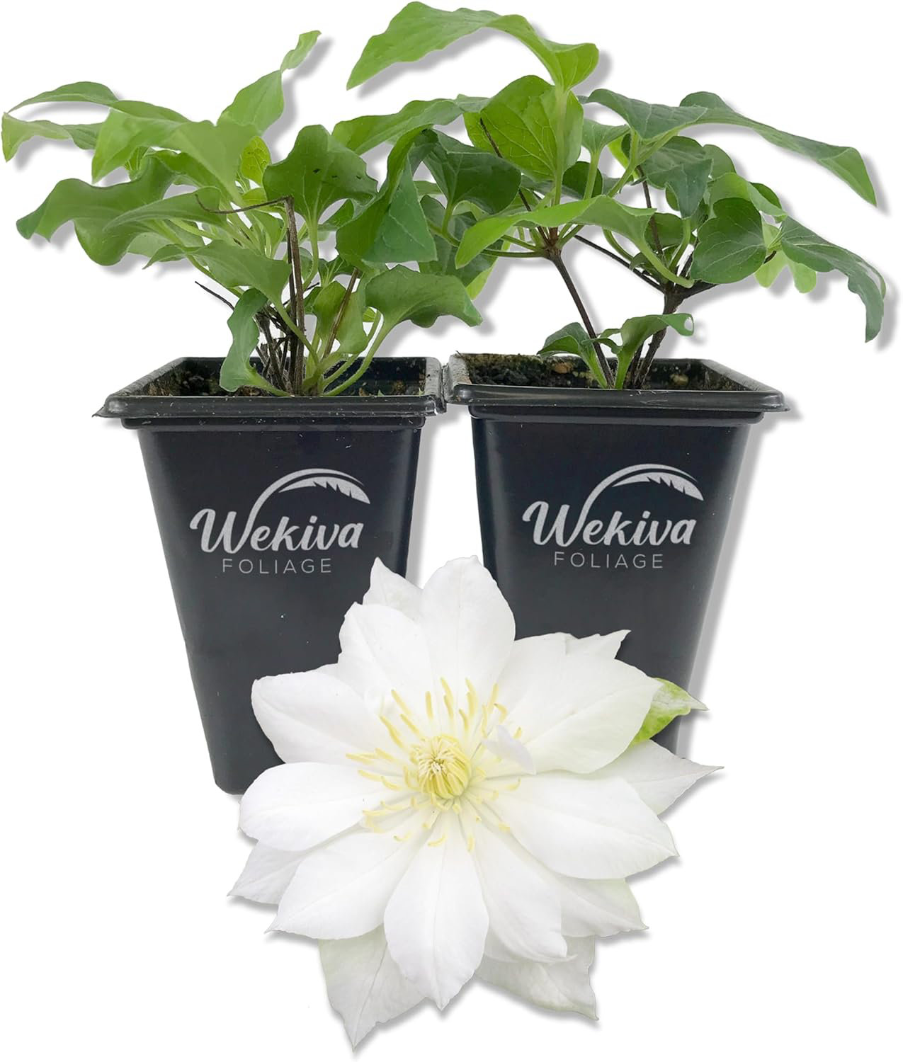 Wekiva Foliage LLC Clematis Duchess of Edinburgh - Live Starter Plants ...