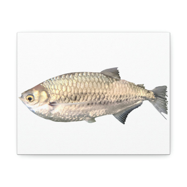 Dovecove Silver Fish Stretched On Canvas Illustration | Wayfair