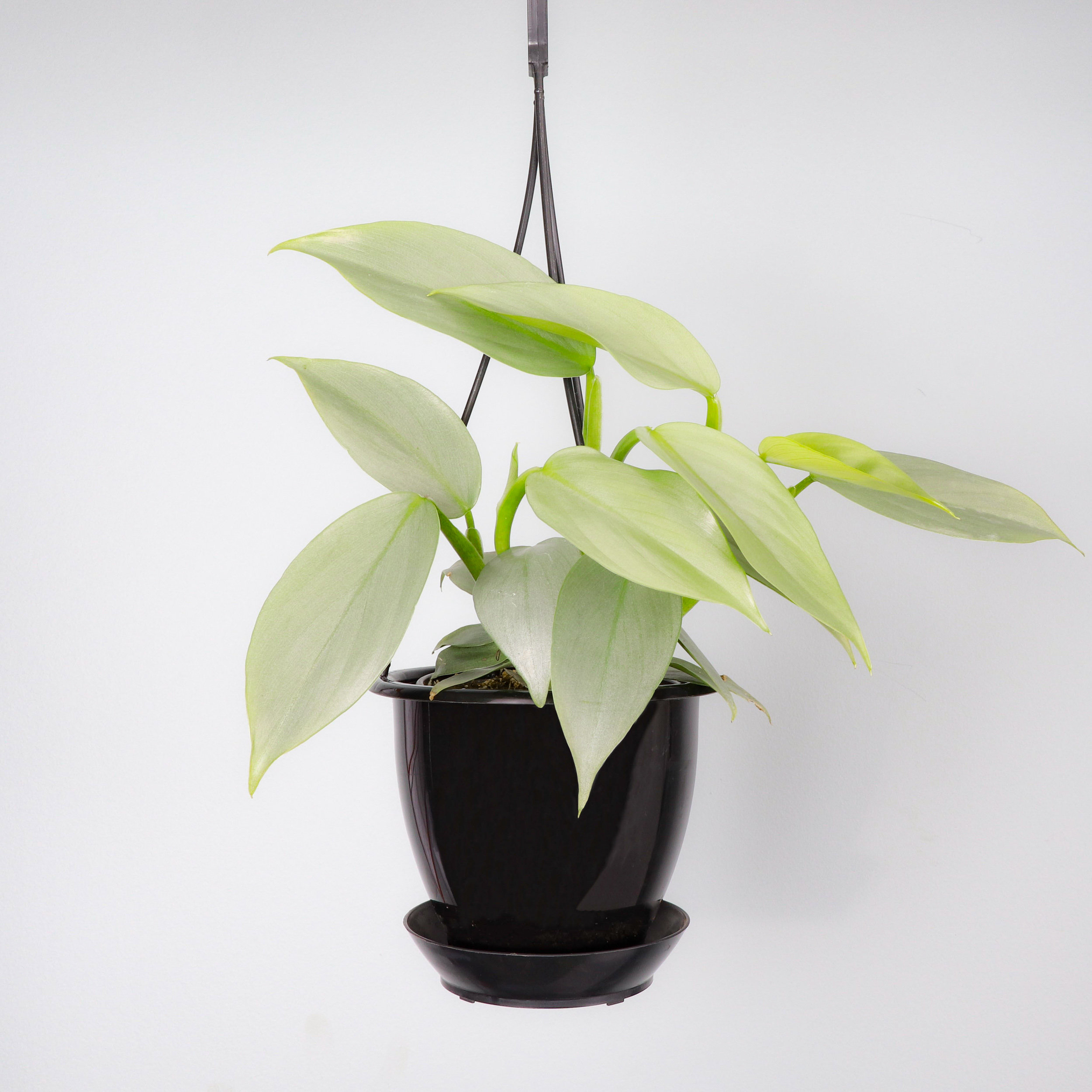 Thorsen's Greenhouse Live Silver Sword Philodendron Plant in Hanging ...