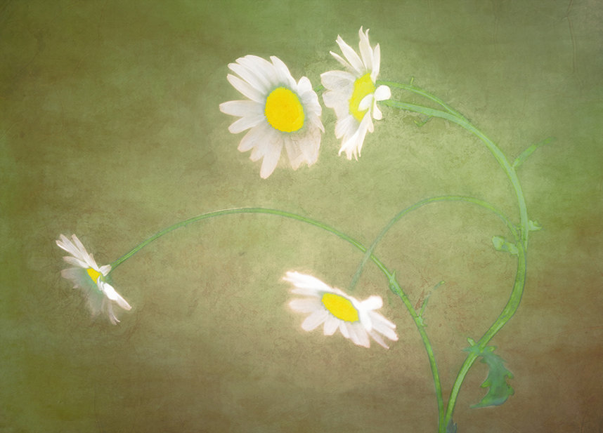 The Finishing Touch "Wild Daisies" by Hal Halli Painting Print on ...