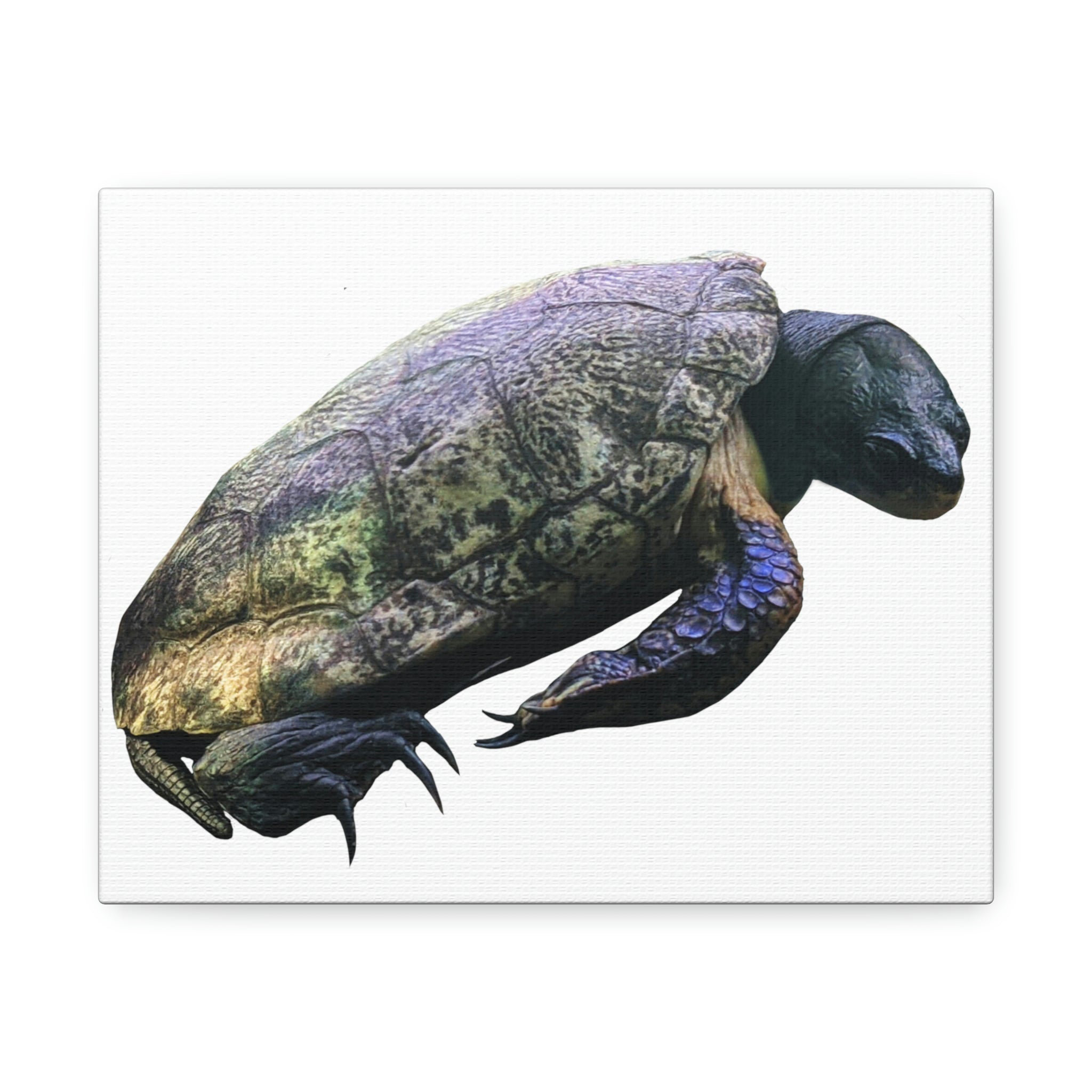 Bay Isle Home™ Turtle - Wrapped Canvas Rectangle Illustration | Wayfair