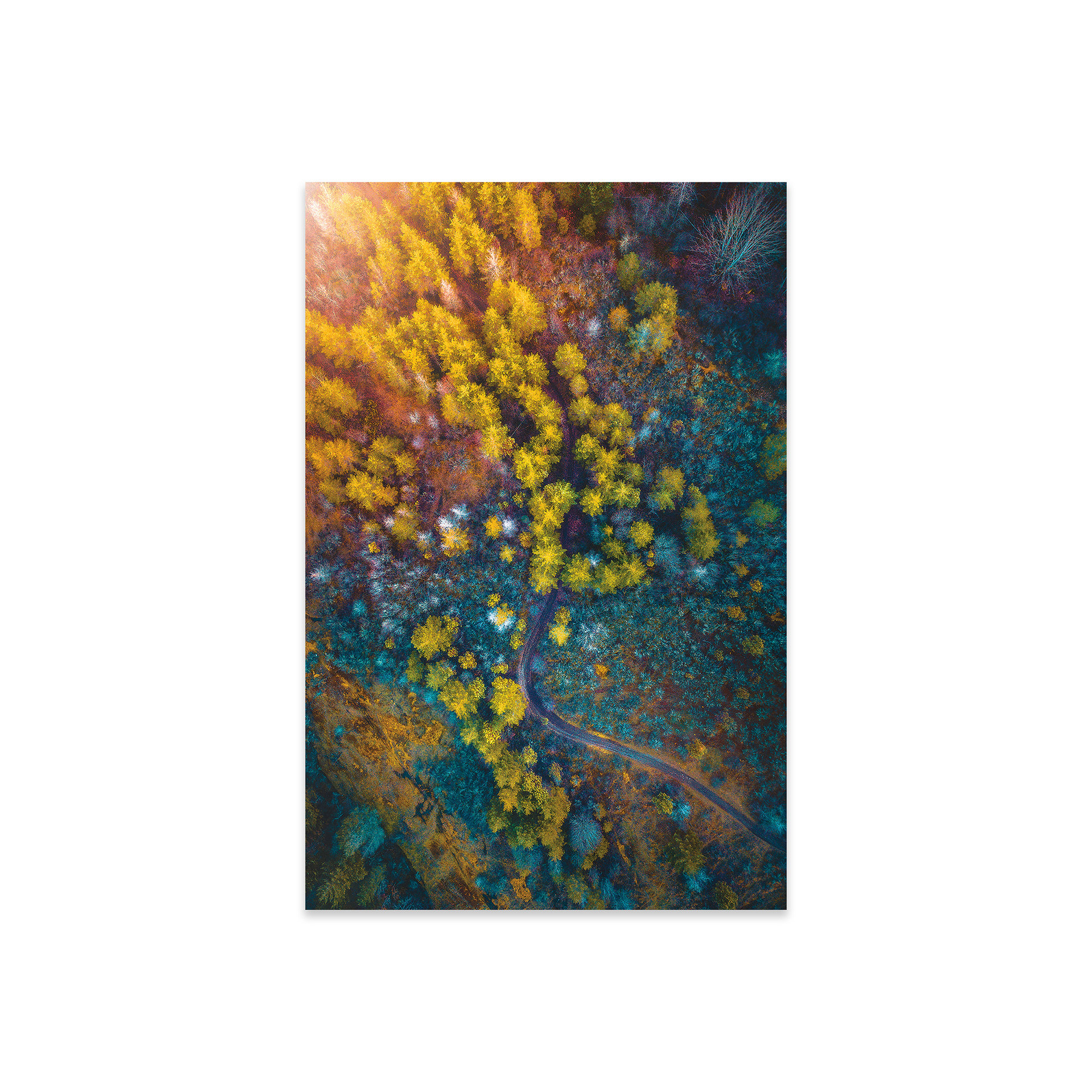 Millwood Pines " Into The Forest " by Zach Doehler | Wayfair