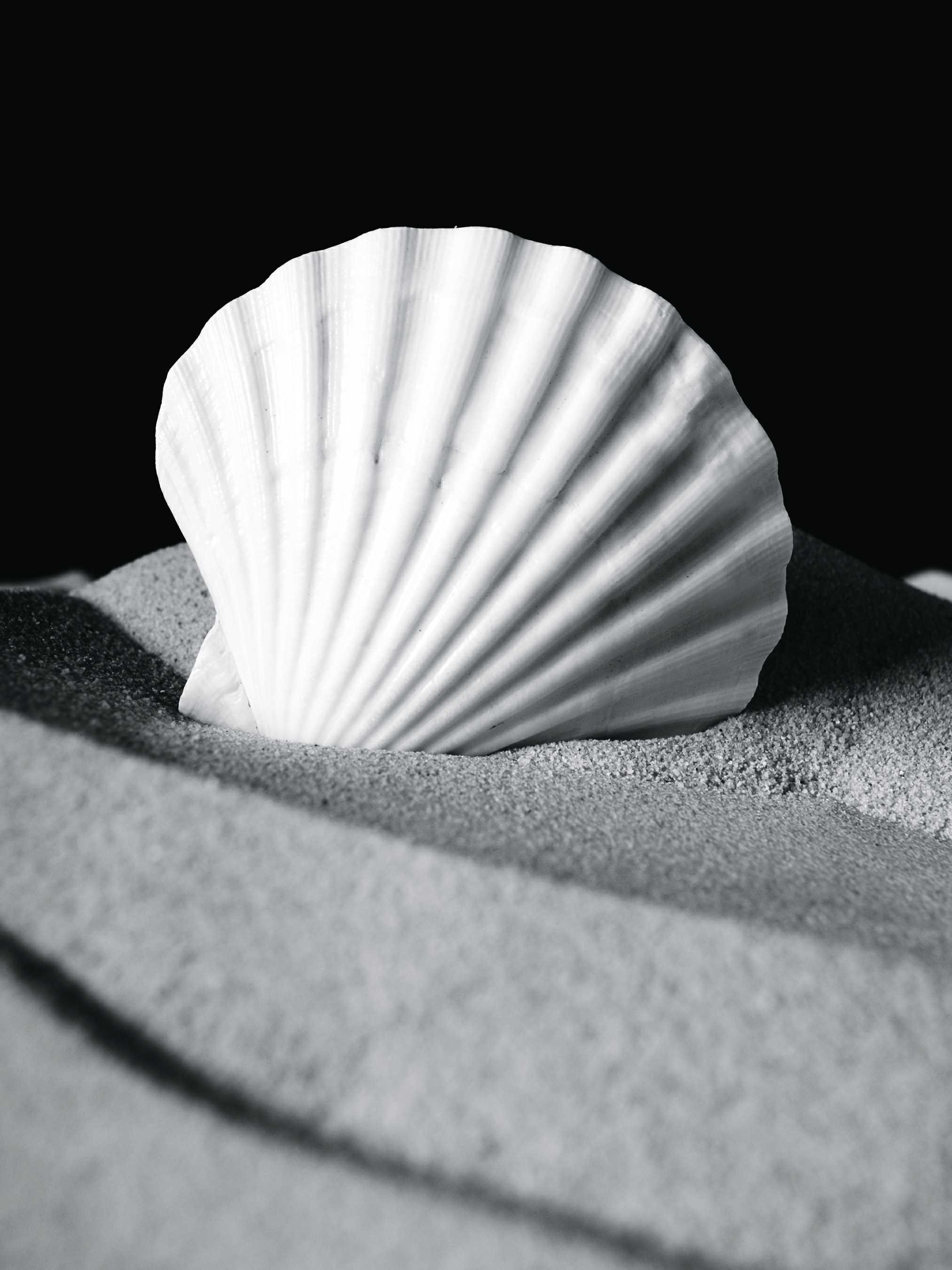 Highland Dunes Shell 2 - Wrapped Canvas Photograph | Wayfair