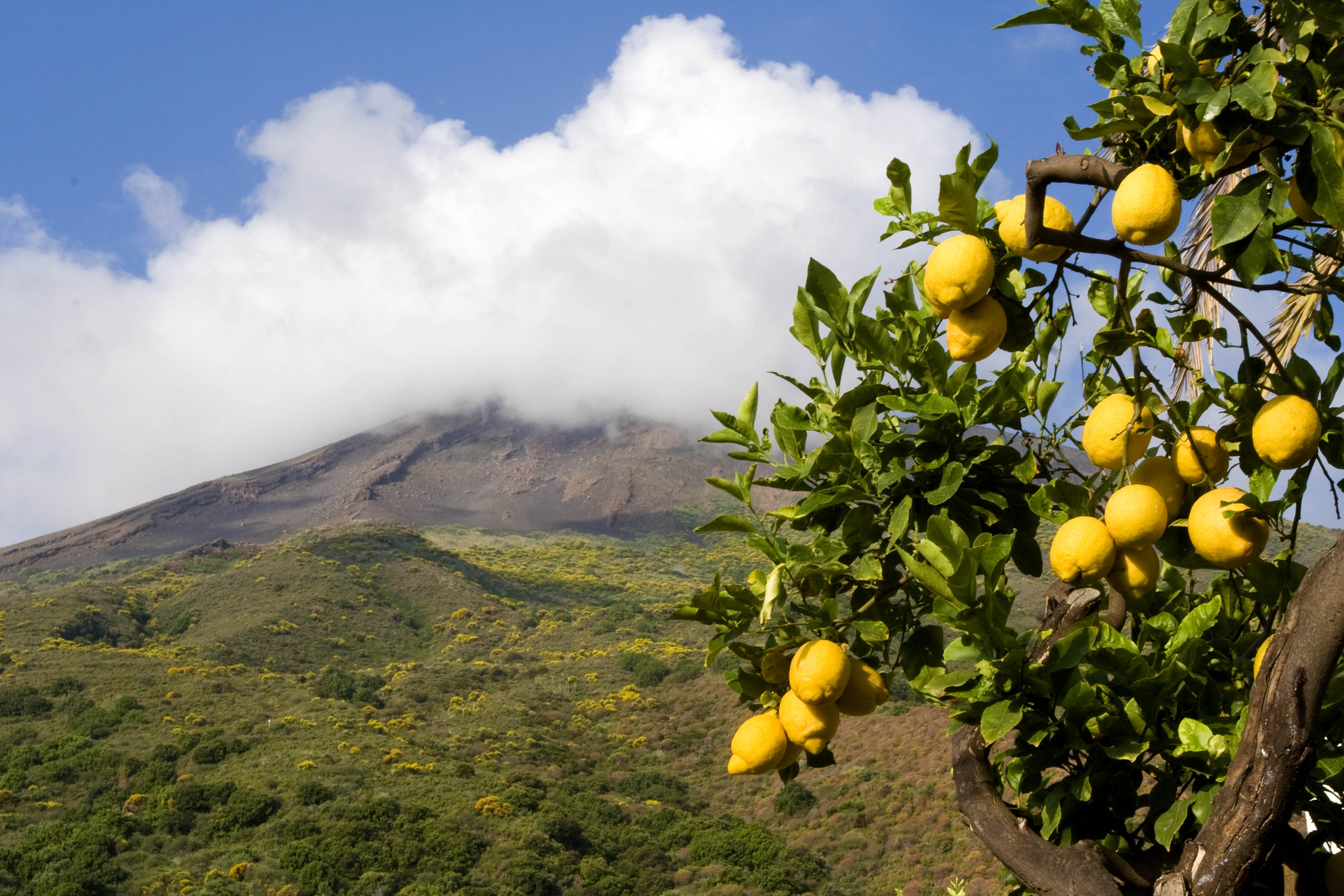 Millwood Pines Lemon With Volcano - Wayfair Canada