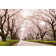 Ebern Designs The Cherry Tree-Lined Road Is A Beautiful Scenery That ...