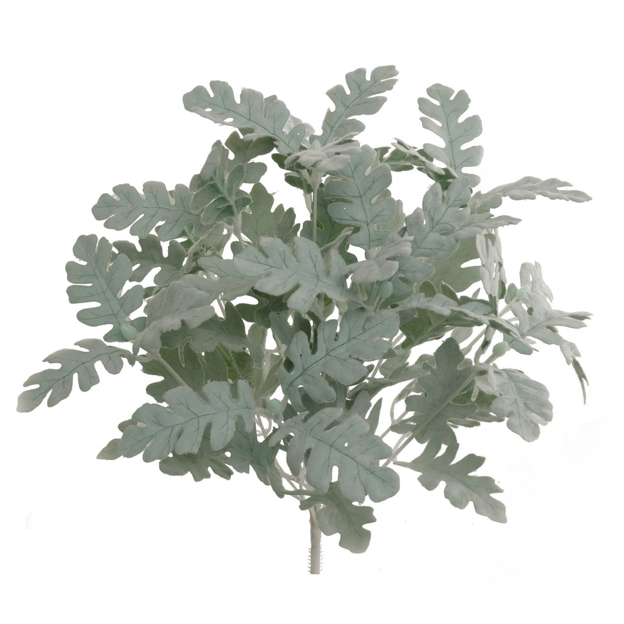 Primrue Dusty Miller Bush | Wayfair