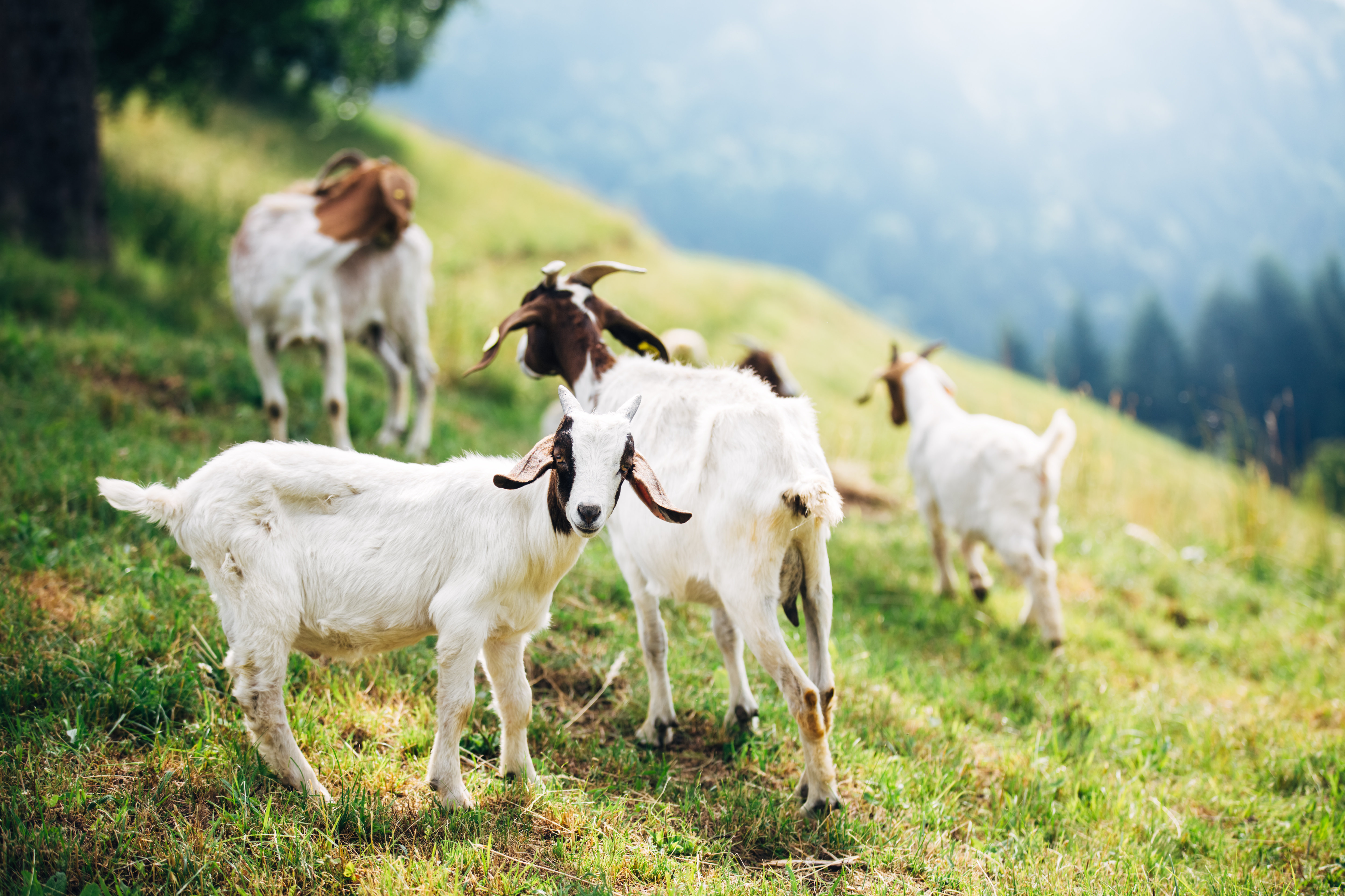 Wall Art Production Network Mountain Goats On Pasture by Borchee ...