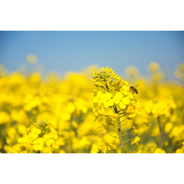17 Stories Mistie Swiss Field Of Rapeseed by Kritsada171 - Wrapped ...