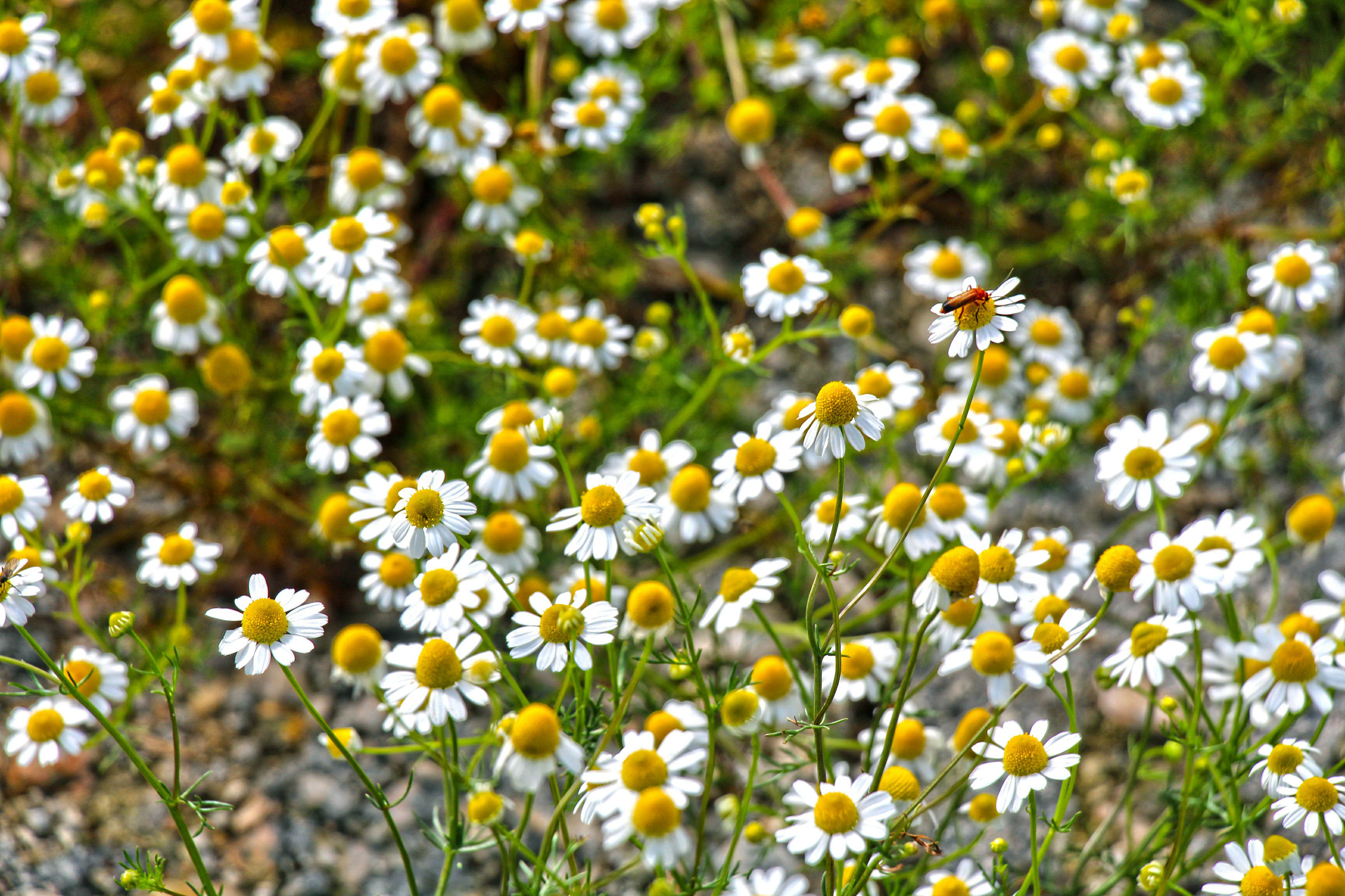 Ebern Designs Daisies Meadow - Wrapped Canvas Photograph | Wayfair