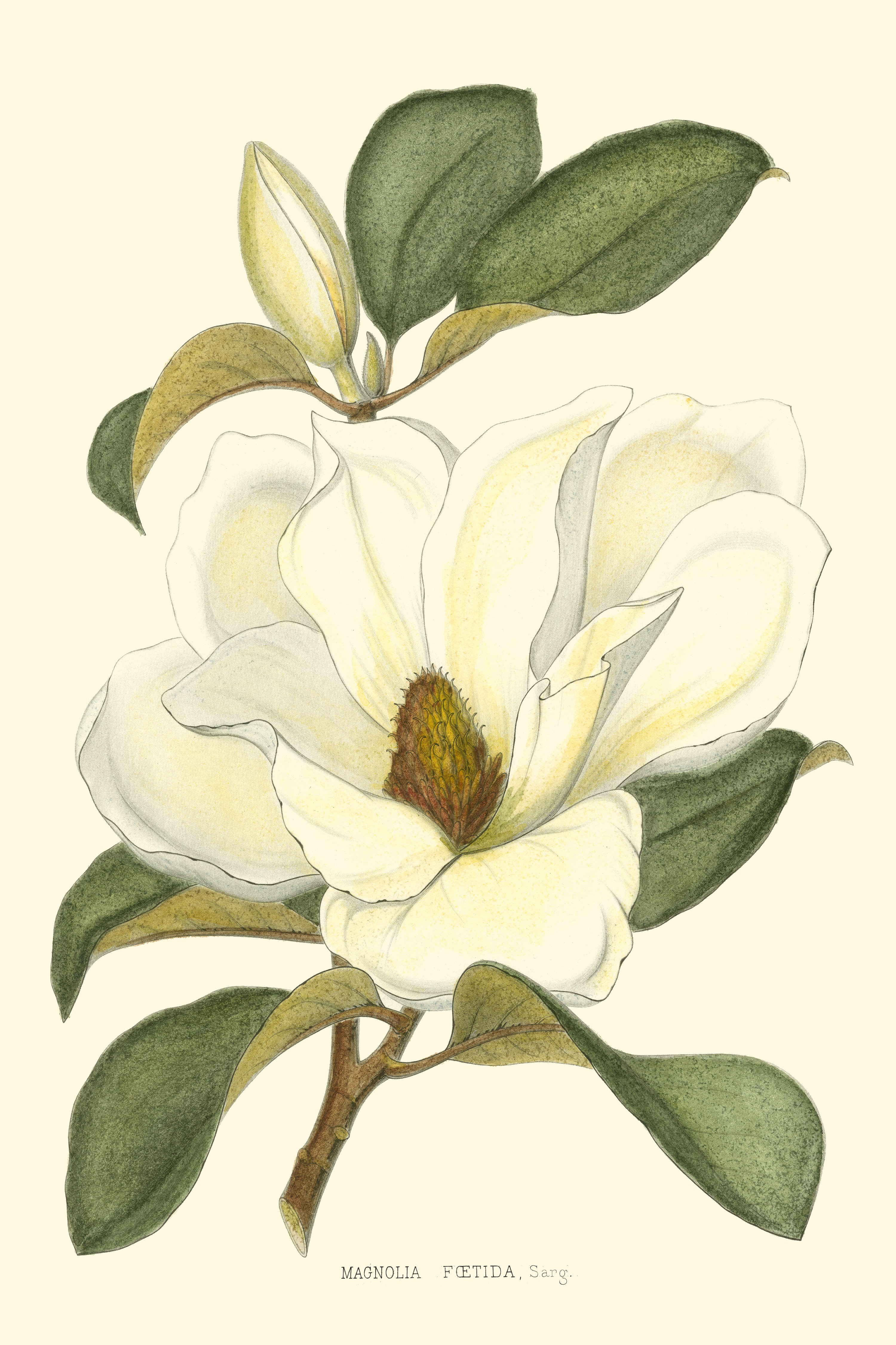 Happy Larry Magnolia | Wayfair.co.uk
