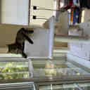 Armarkat 78" Premium Classic Real Wood Jackson Galaxy Approved Cat Tree ...