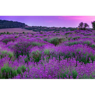 Ophelia & Co. Lavender Field In Valensole On Canvas Print | Wayfair