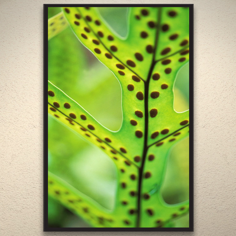 ArtWall Hawaiian Laua'E Fern by Kathy Yates Framed Photographic Print ...