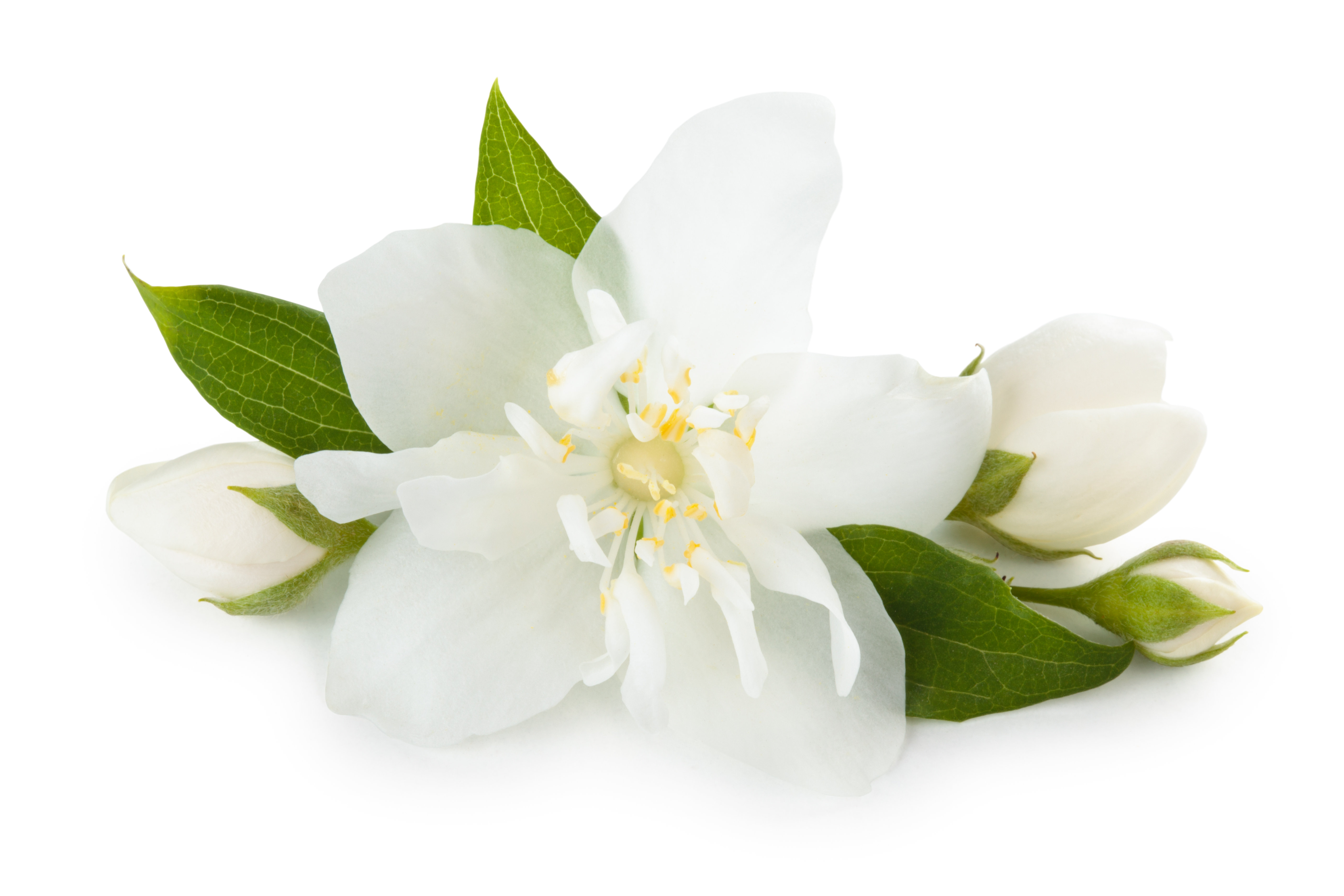 Ebern Designs A Close-Up of a Jasmine Flower by Vitalina | Wayfair
