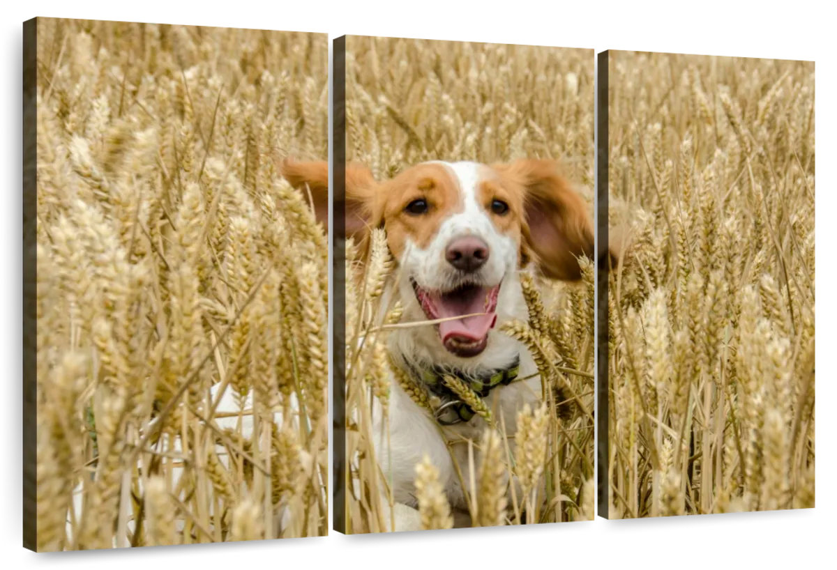 Ebern Designs Brampt Happy Cocker Spaniel | Wayfair