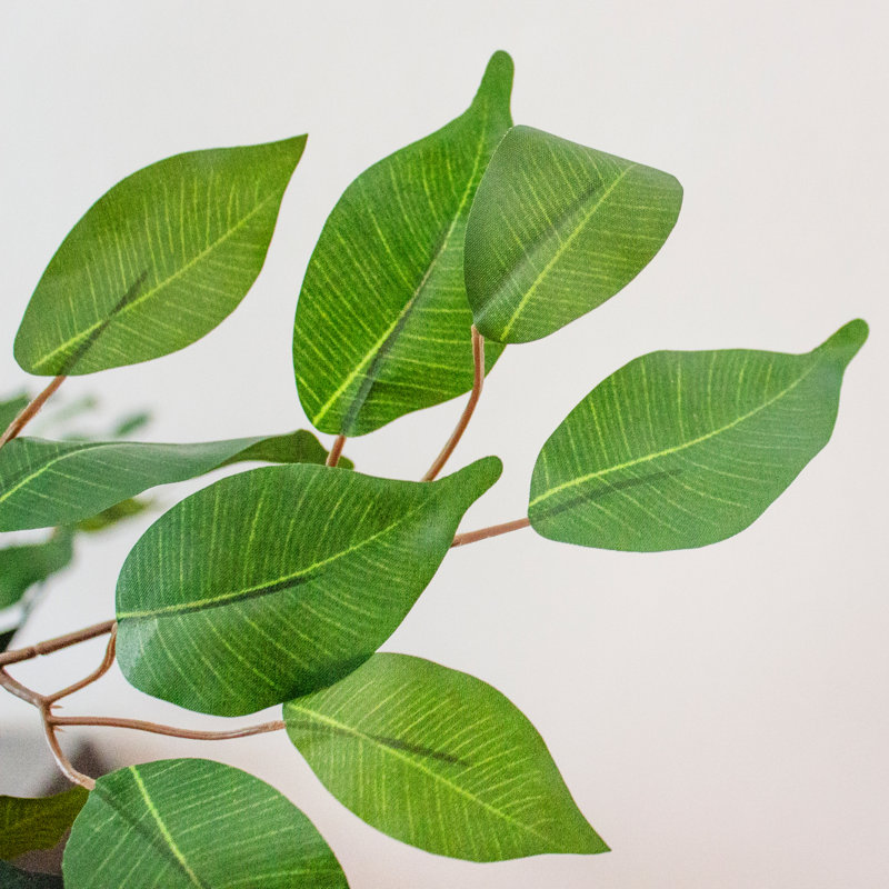 Save 63% • Primrue 7ft. Ficus Silk Tree