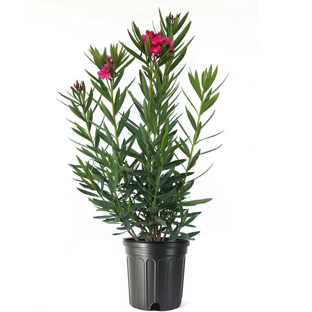 American Plant Exchange Landscape Plants Flowering Live Large Calypso ...