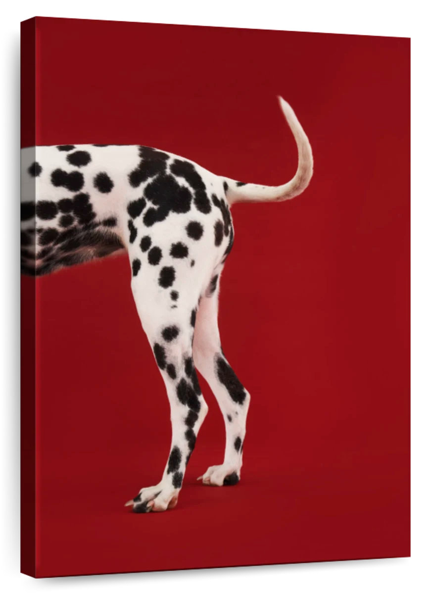Winston Porter Dalmatian Tail | Wayfair