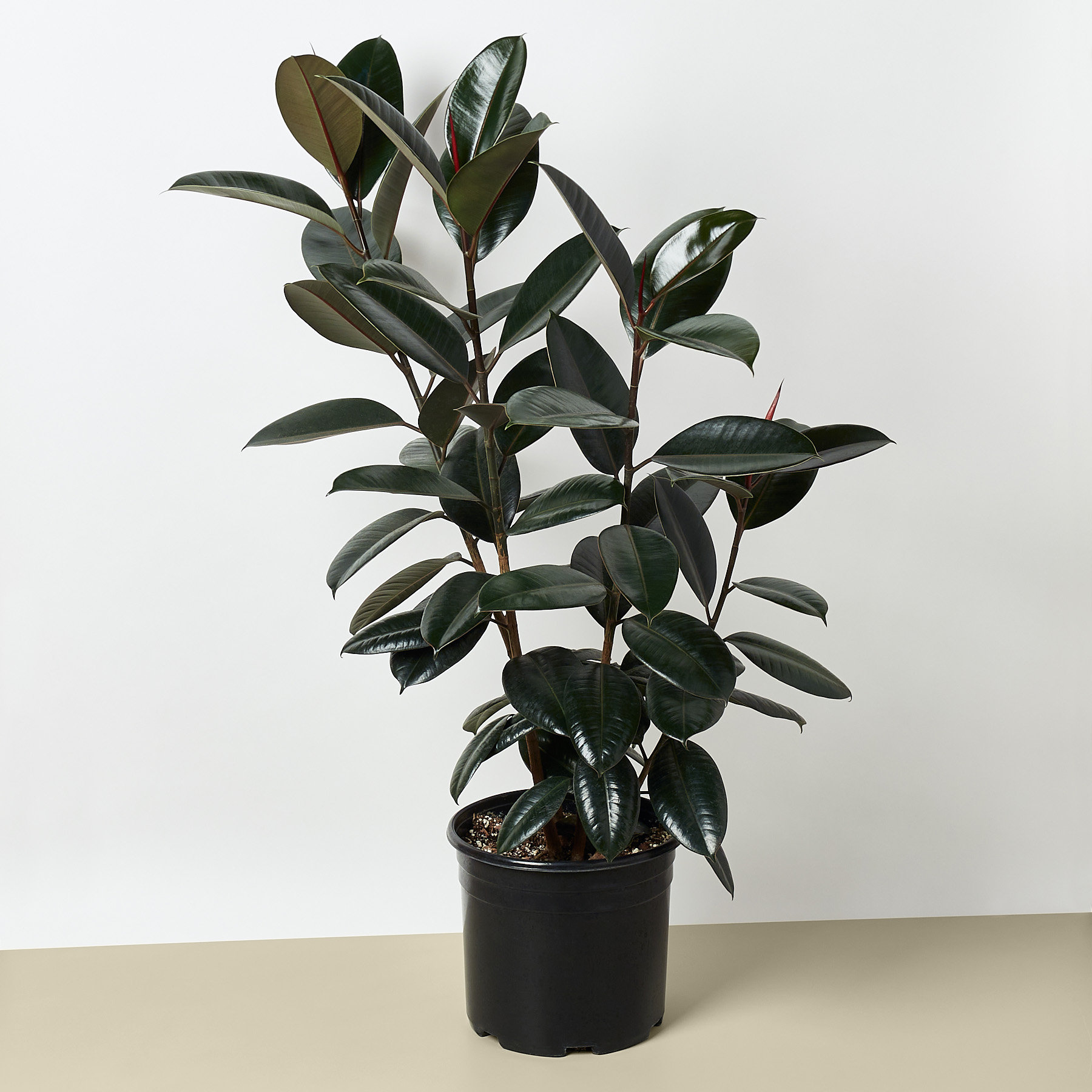House Plant Shop Ficus 'Burgundy' - In 10" Pot | Wayfair