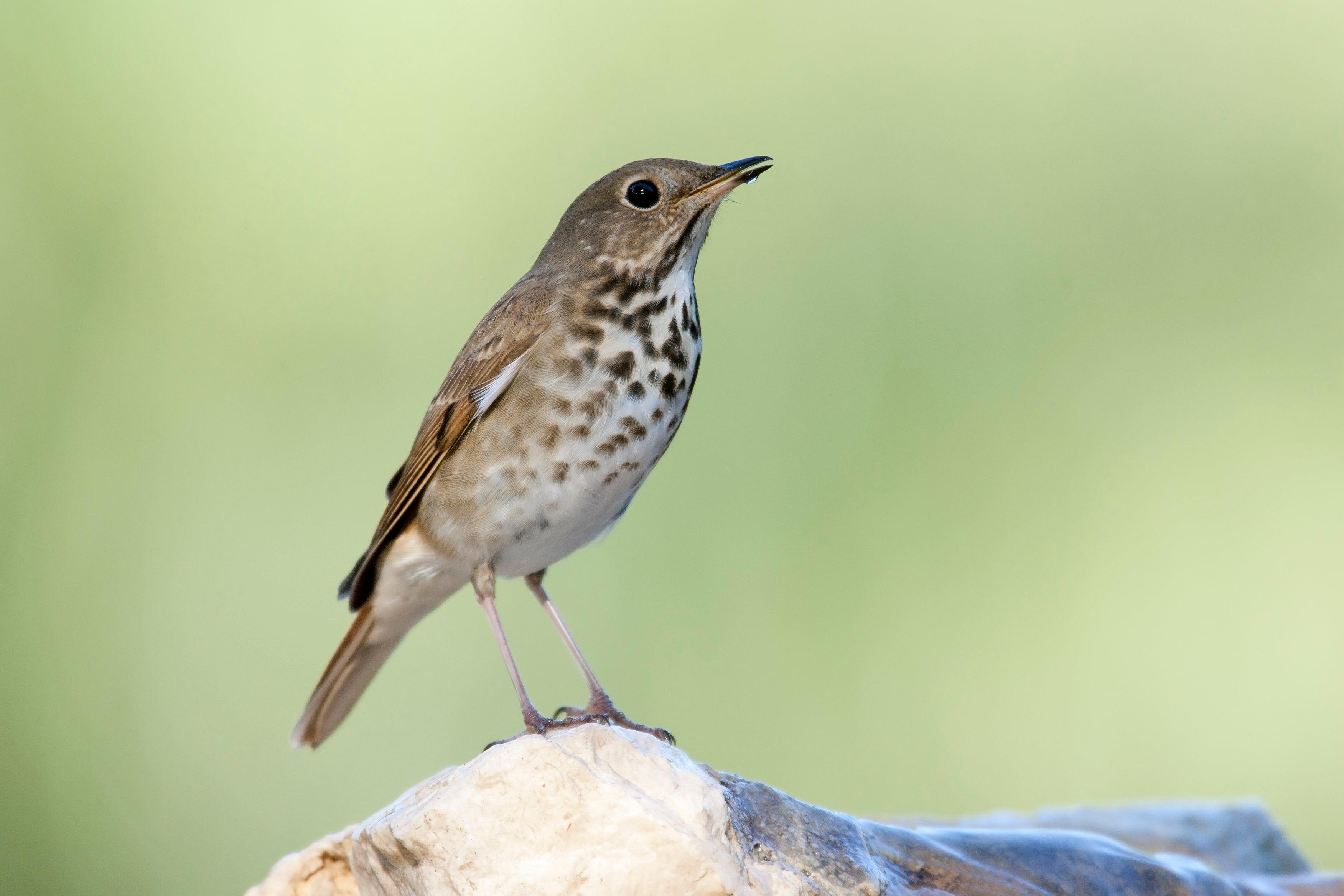 Ebern Designs Hermit Thrush by Michaelstubblefield - Wrapped Canvas ...