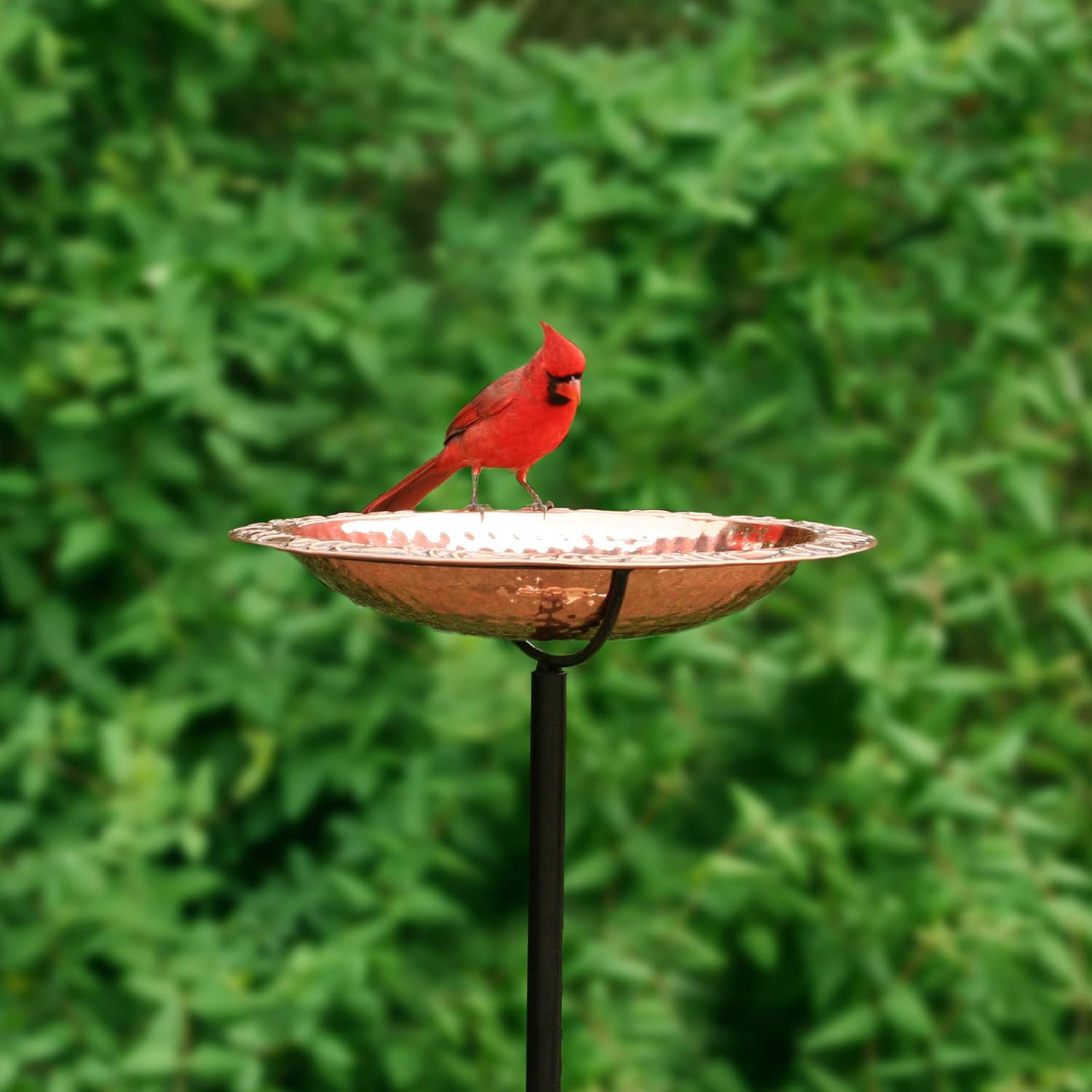 Red Barrel Studio Garden Pole Stake Style Ground Bird Bath - Wayfair Canada