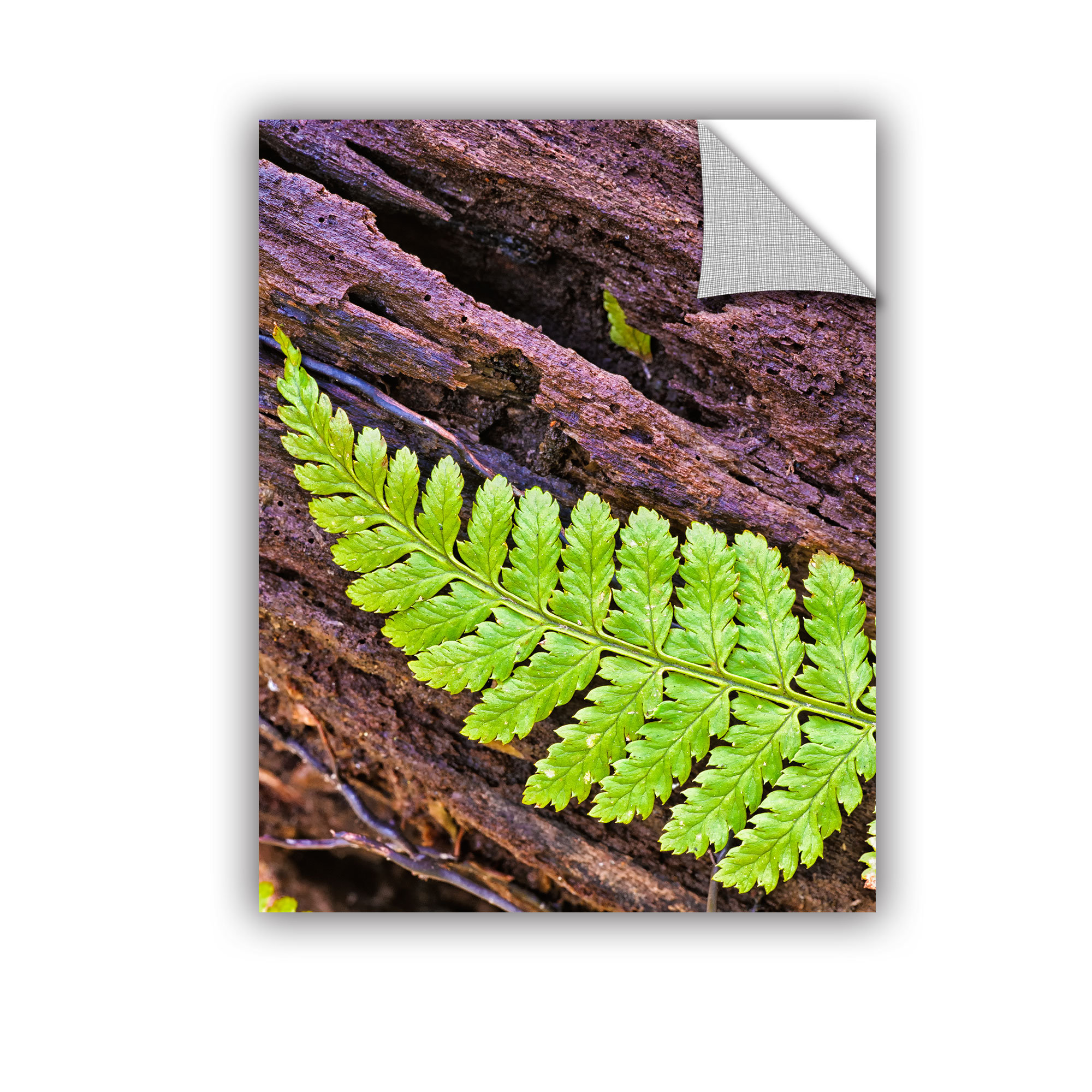 Ebern Designs Fern on a Log Removable Wall Decal - Wayfair Canada