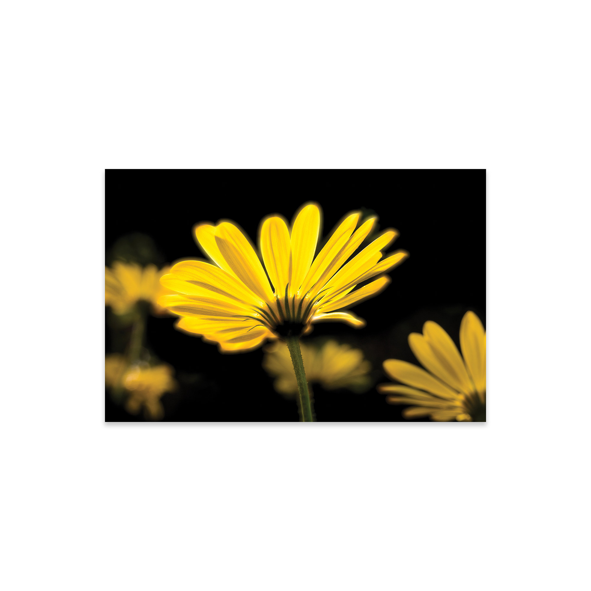 Ebern Designs Close-Up Of Yellow African Daisy Flowers (Voltage Yellow ...