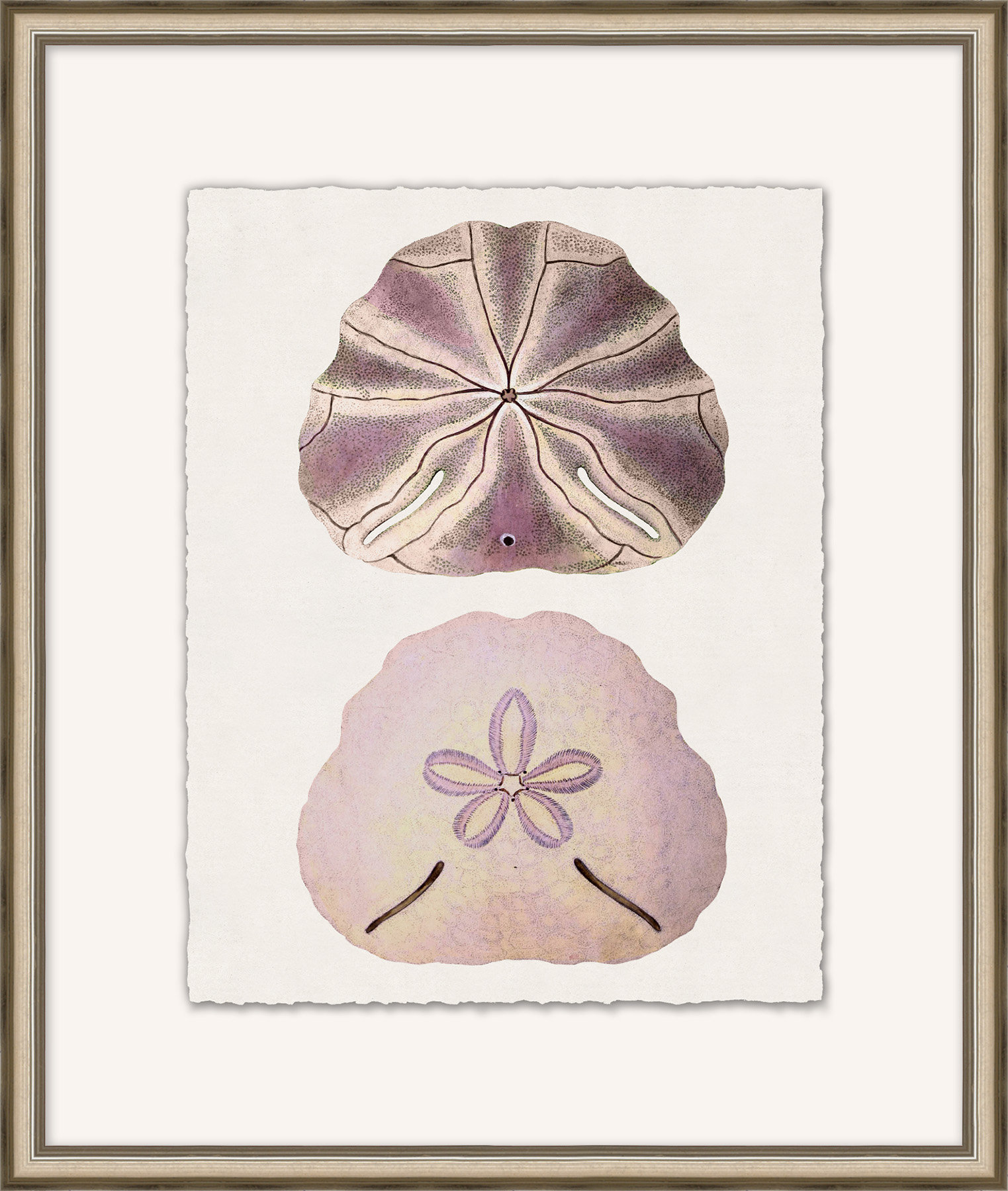 Wendover Art Group Mauve Shell Study 2 - Picture Frame Painting on ...