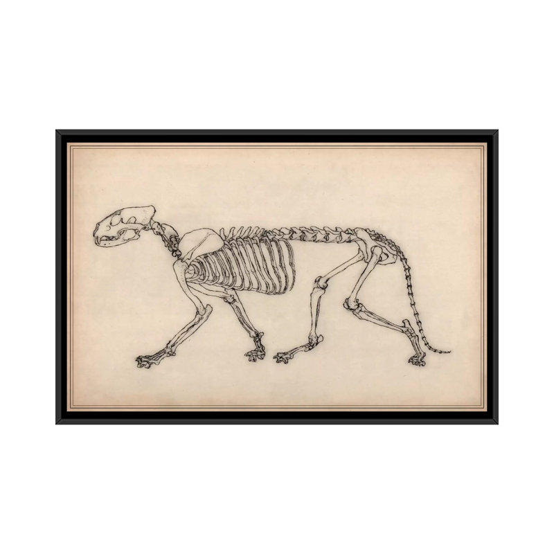 tiger skeleton drawing