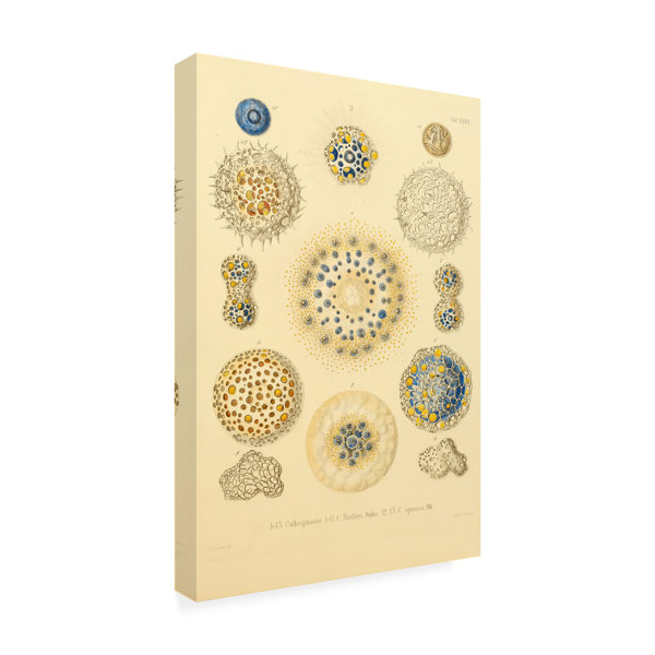 Rosalind Wheeler " Collosphaera Radiolaria " - Wayfair Canada