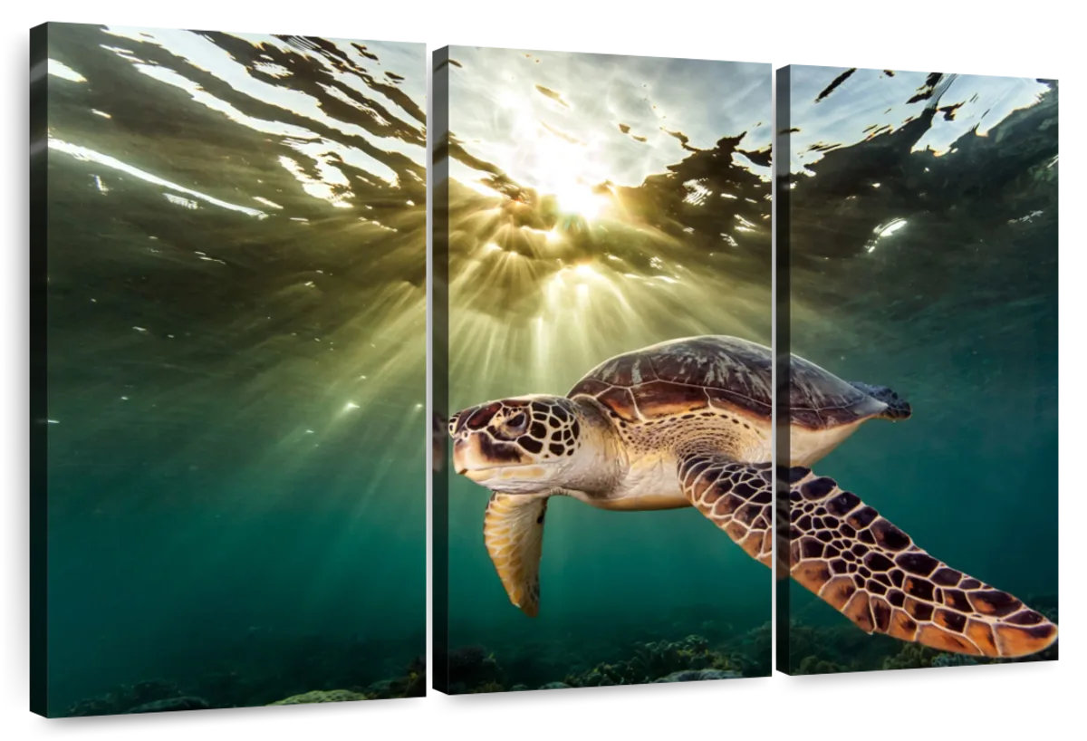 Ebern Designs Philippine Green Turtle | Wayfair