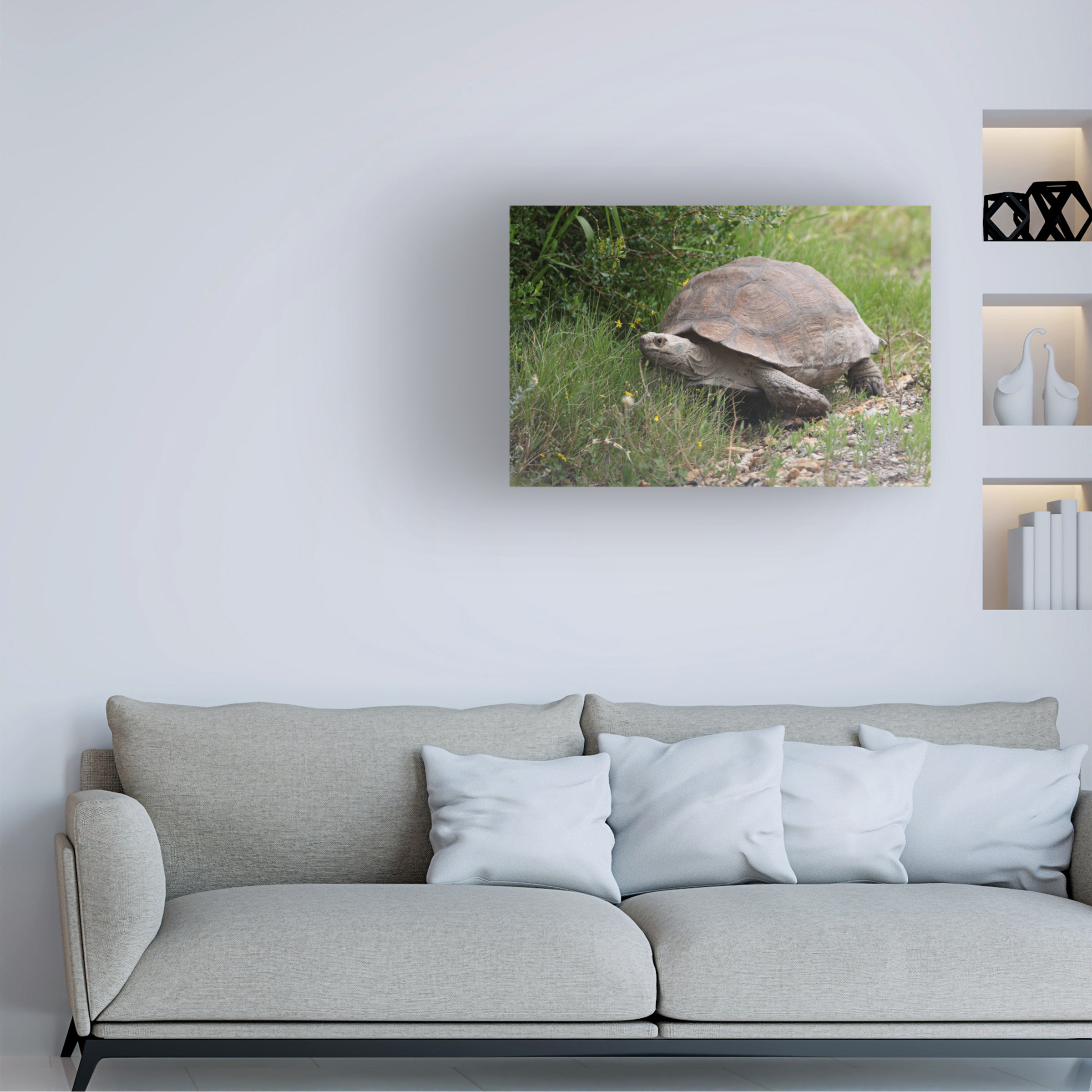 Ebern Designs Bolog Bob Langrish Tortoise Canvas Art | Wayfair