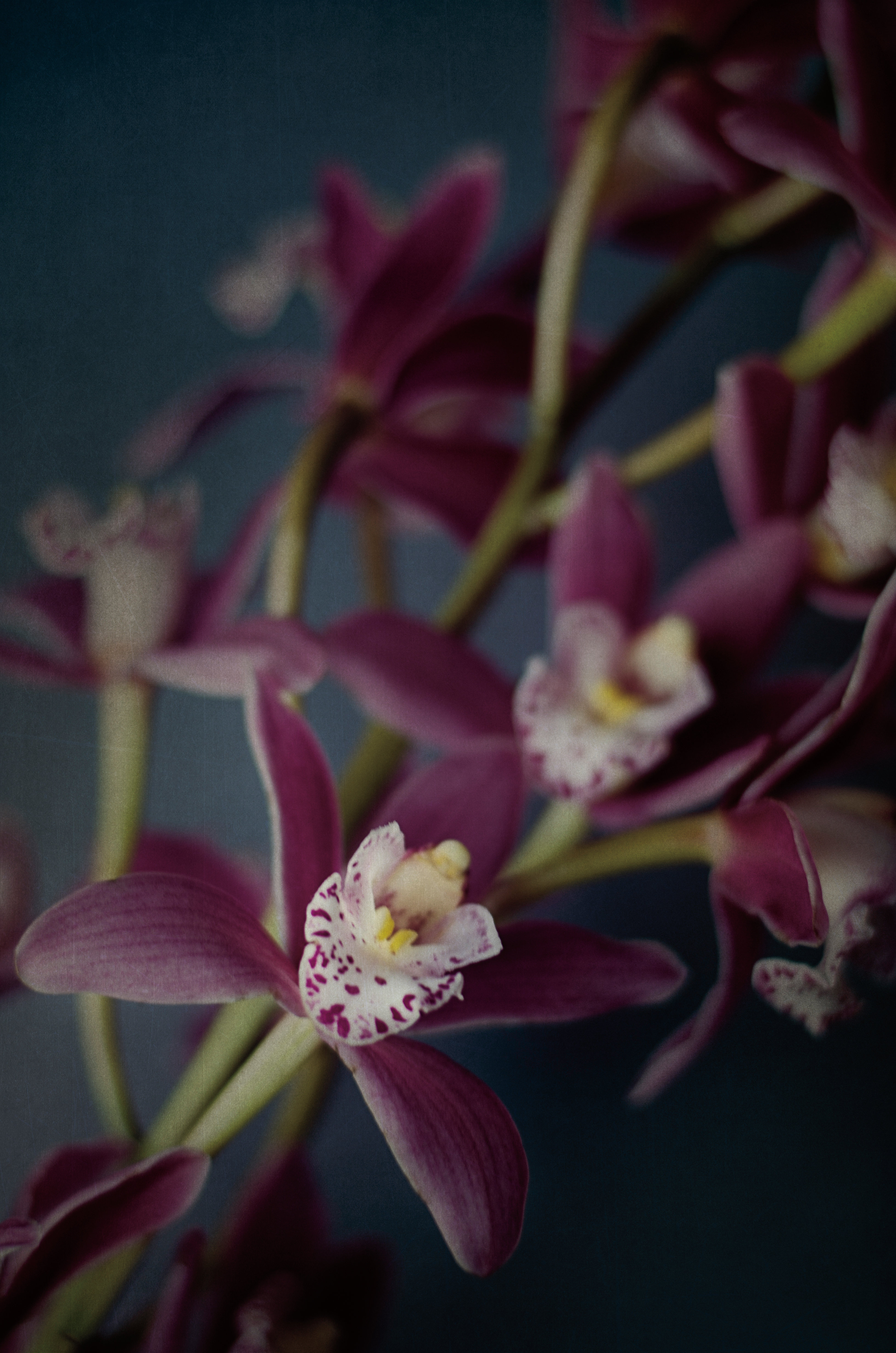 Ebern Designs Dark Orchid III by Elizabeth Urquhart - Painting ...
