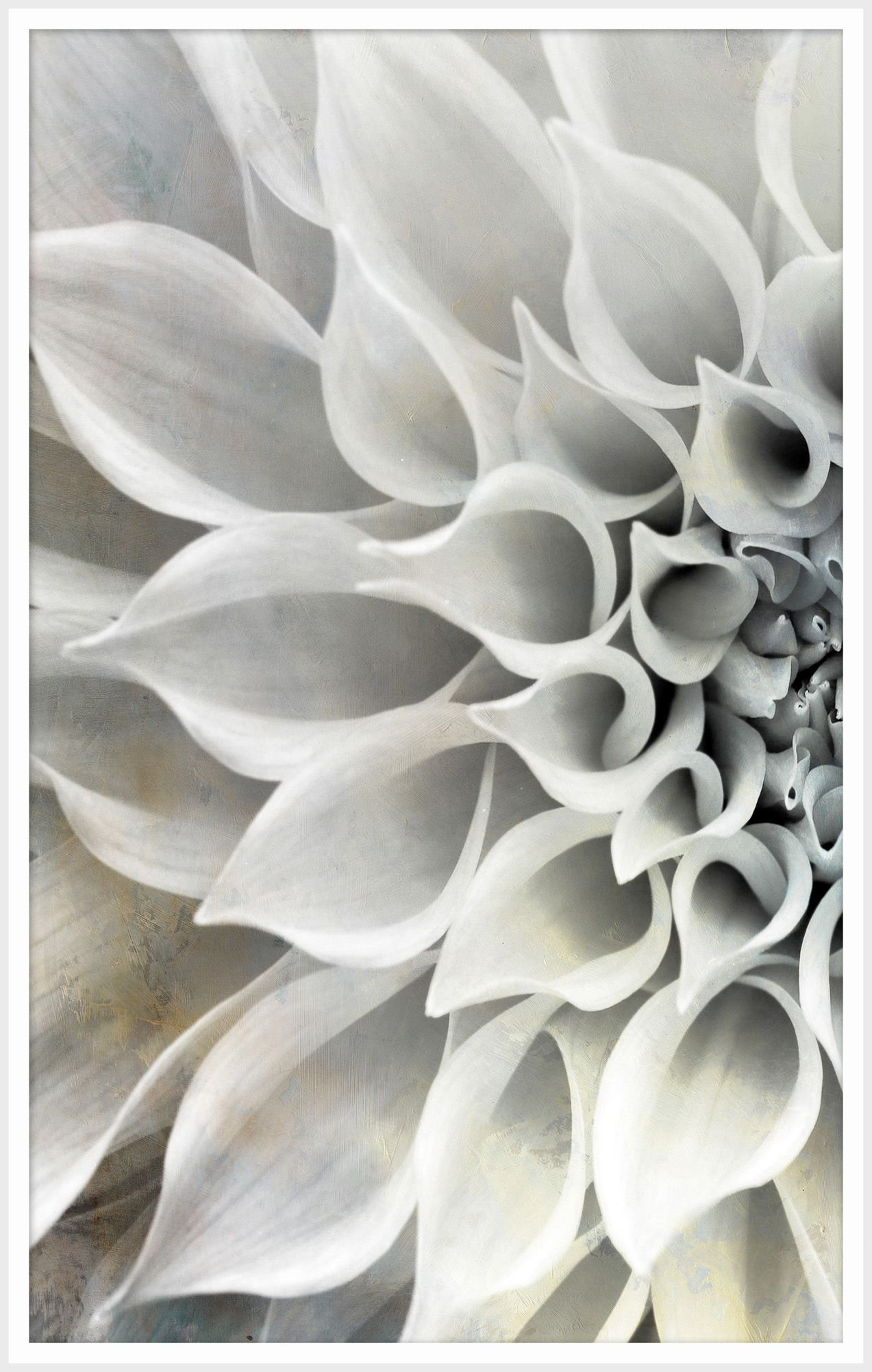 Wendover Art Group Delicate Petals A - Single Picture Frame Print on ...