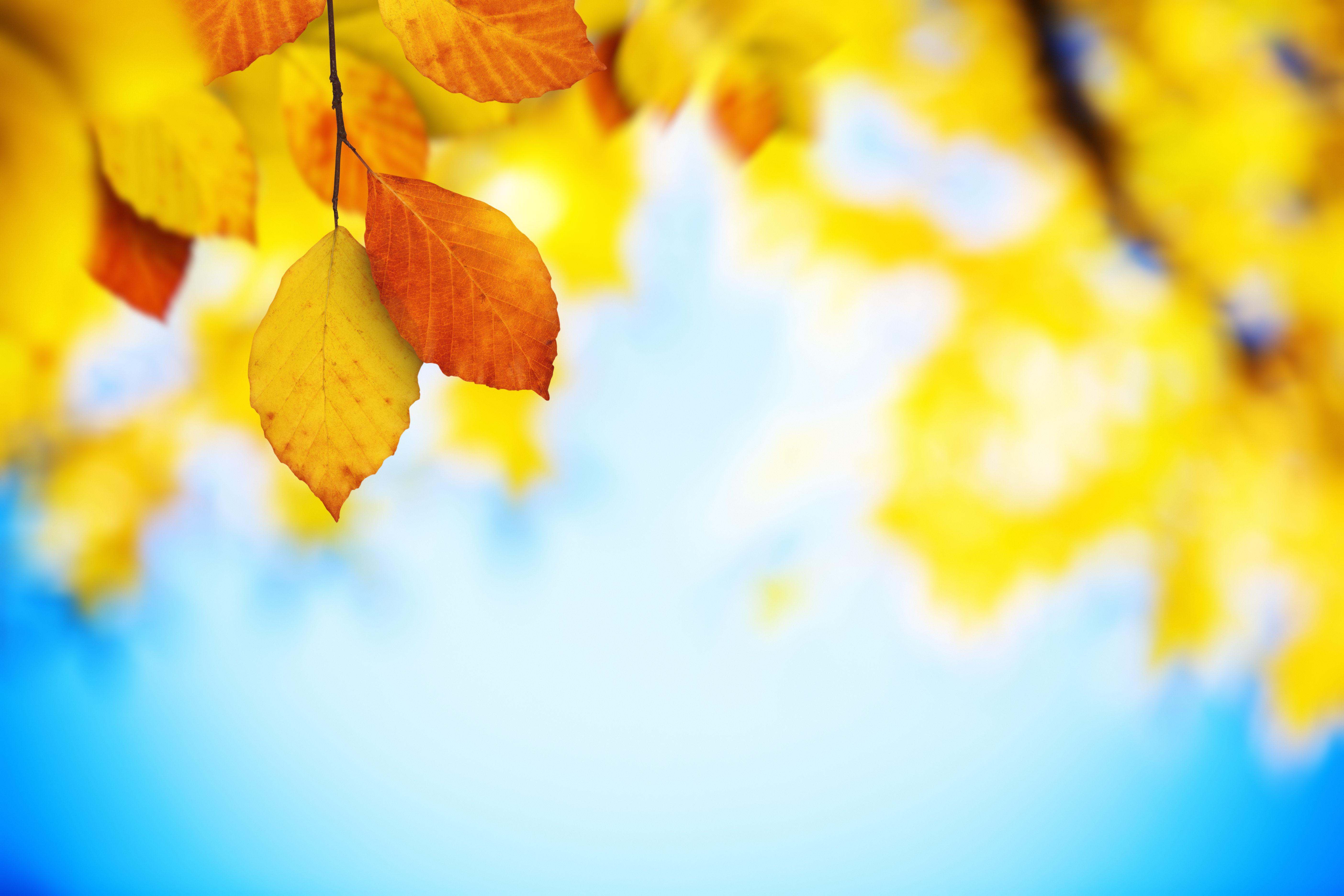 Ebern Designs Autumn Foliage by Borchee | Wayfair