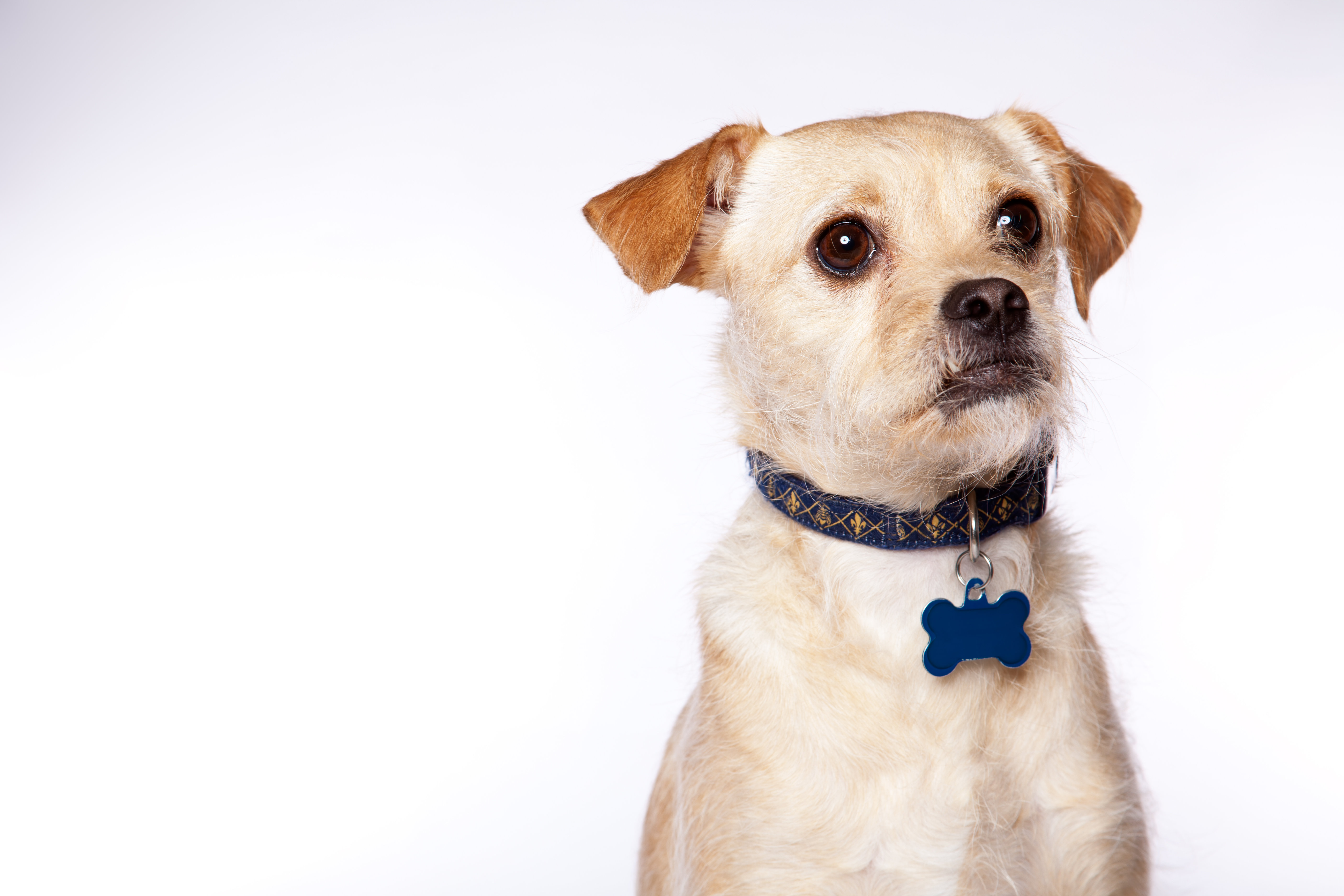 Ebern Designs Ketta " Goofy Dog Portrait " | Wayfair